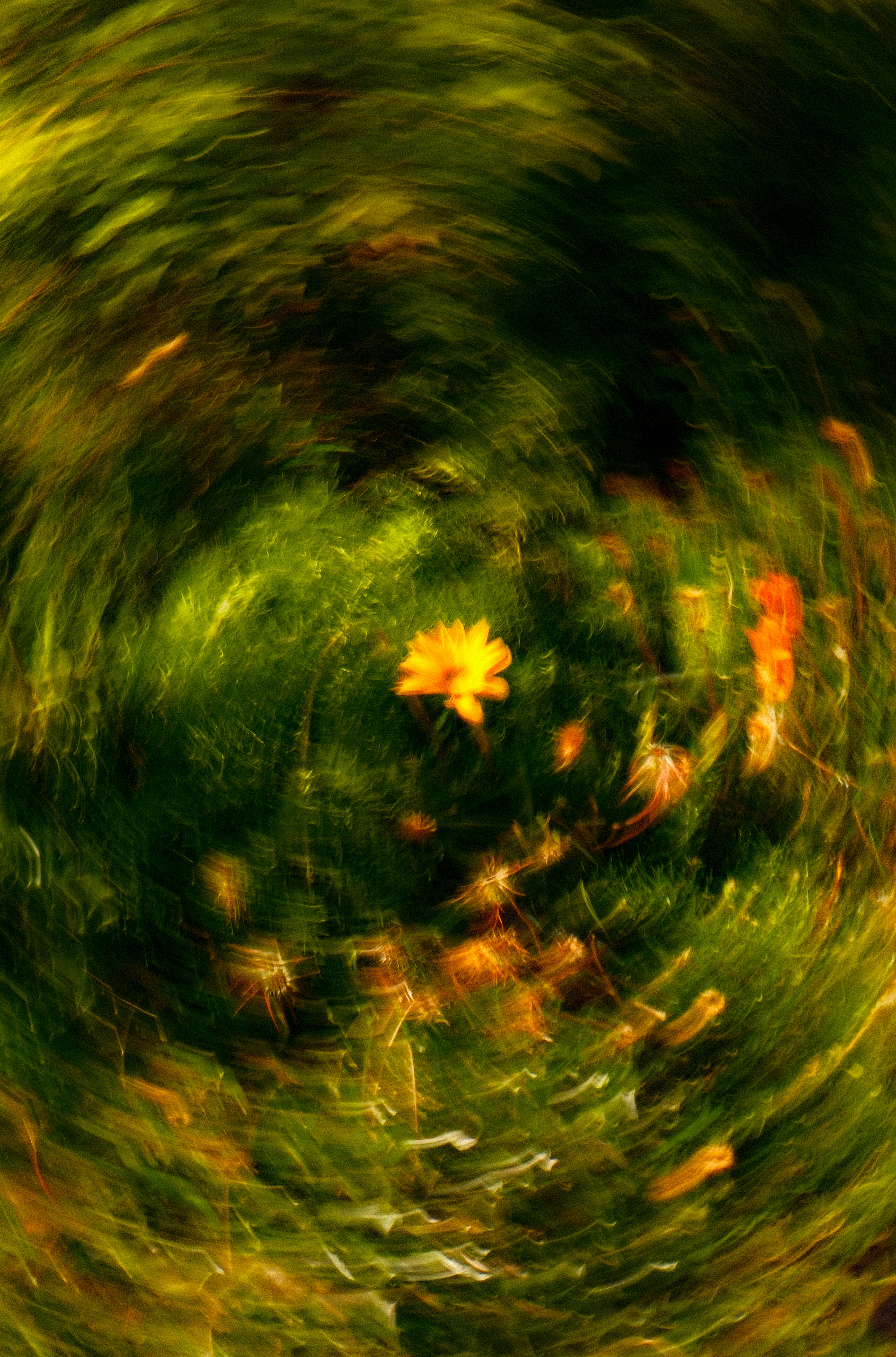 Vortex of Autumn: A Lone Golden Bloom at the Center of Motion