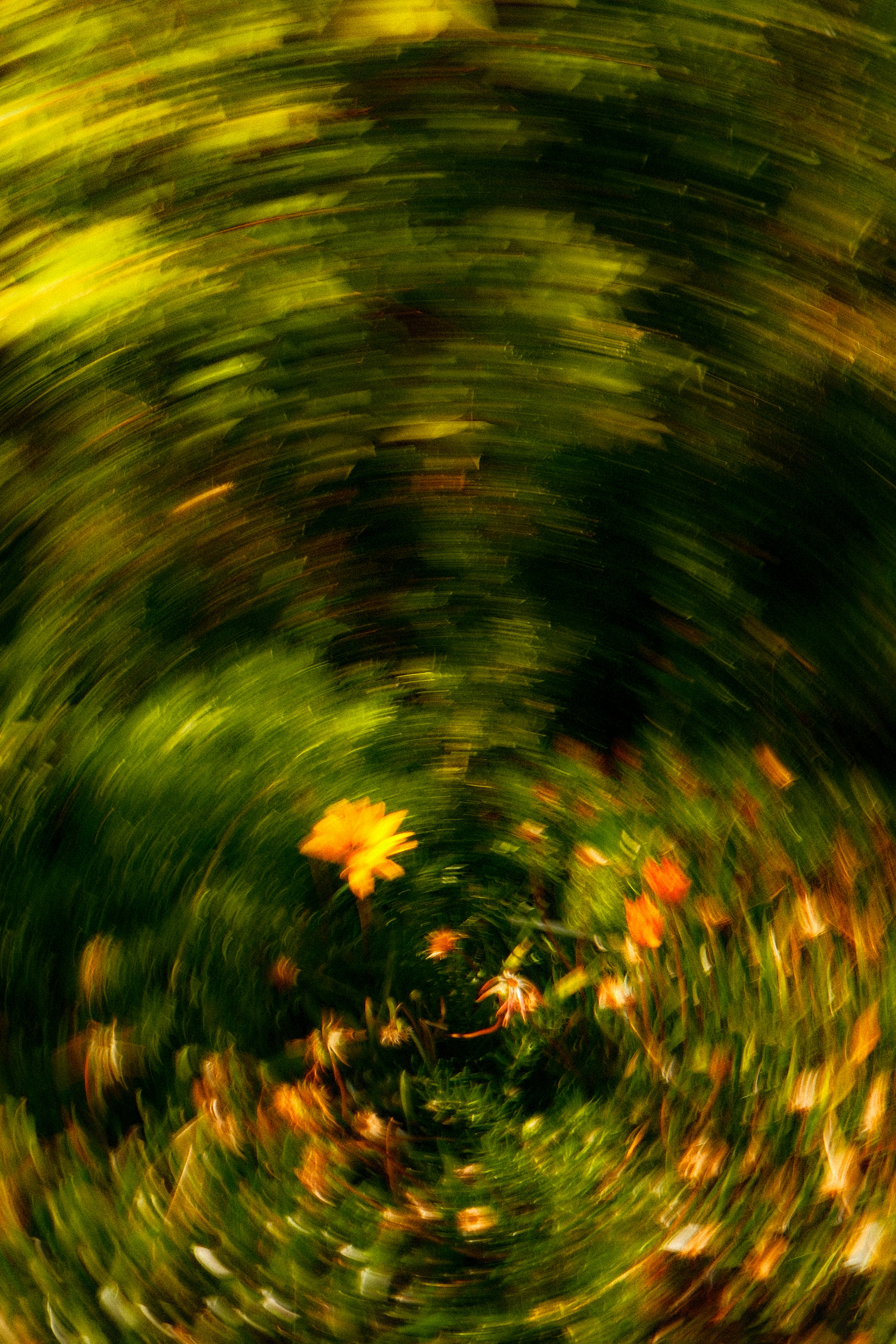 Spiraled Autumn Glow: A Blurred Whirlpool of Leaves