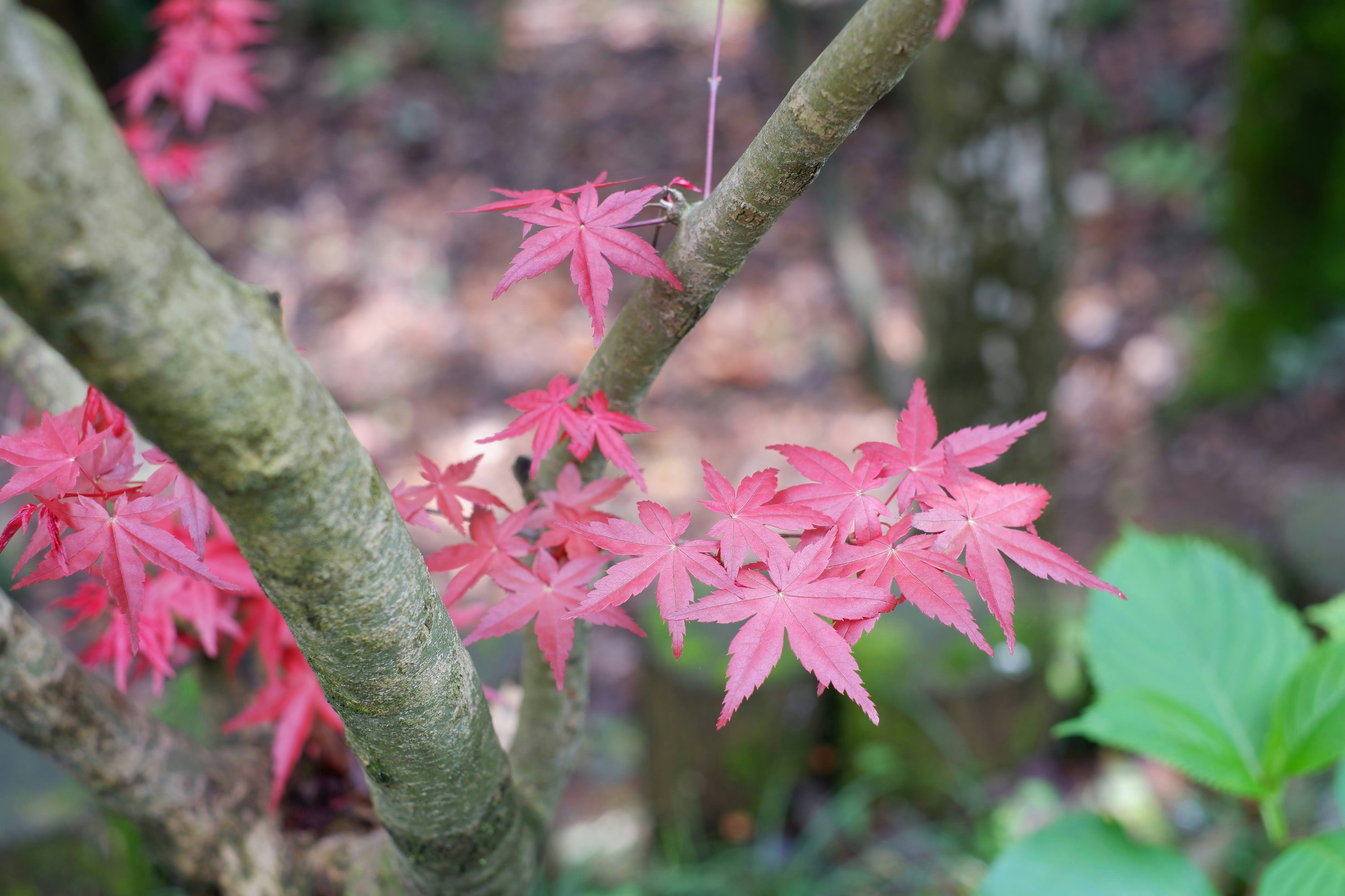 Acer palmatum