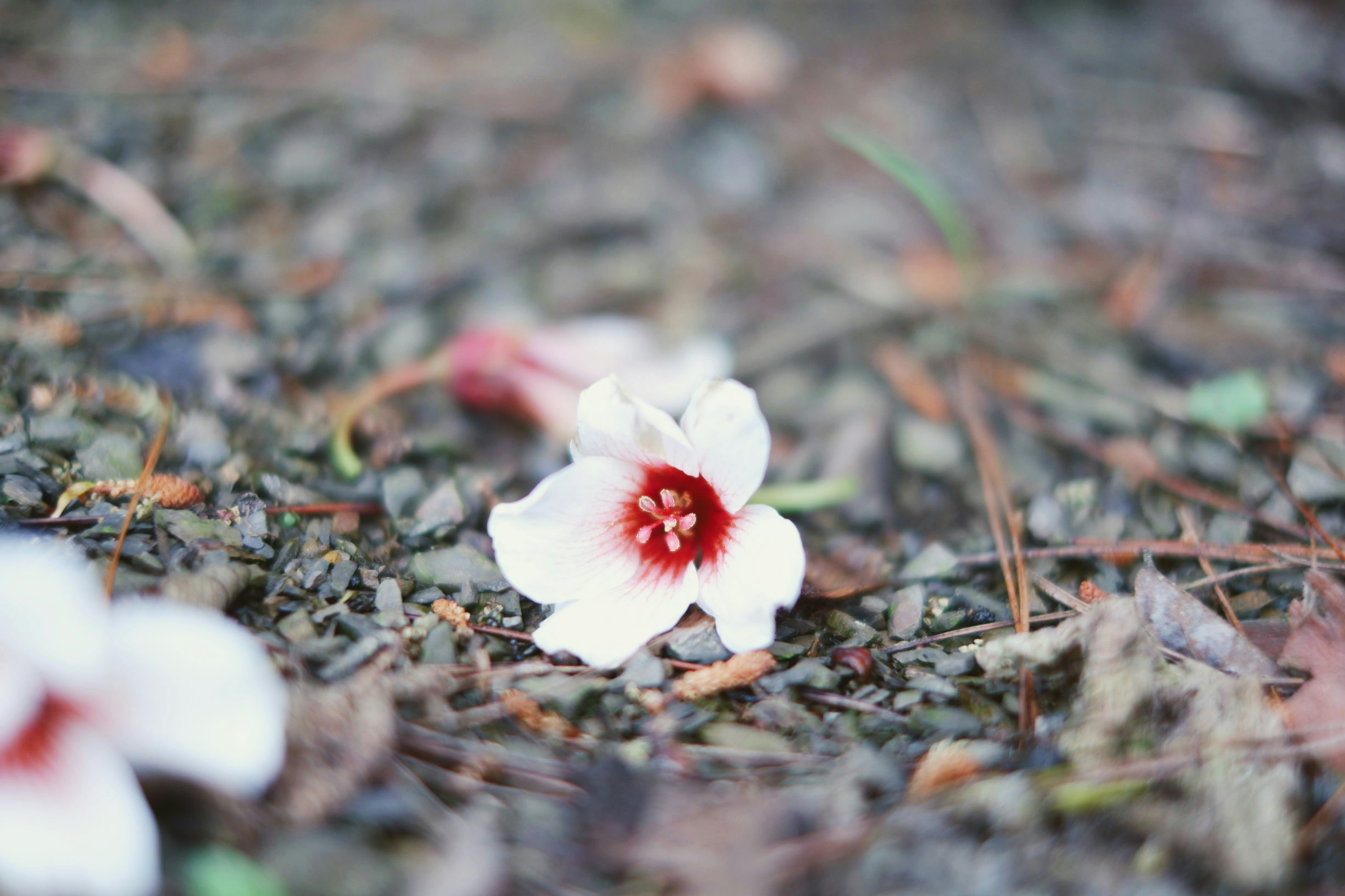 White hibiscus bloom on a quiet forest floor
