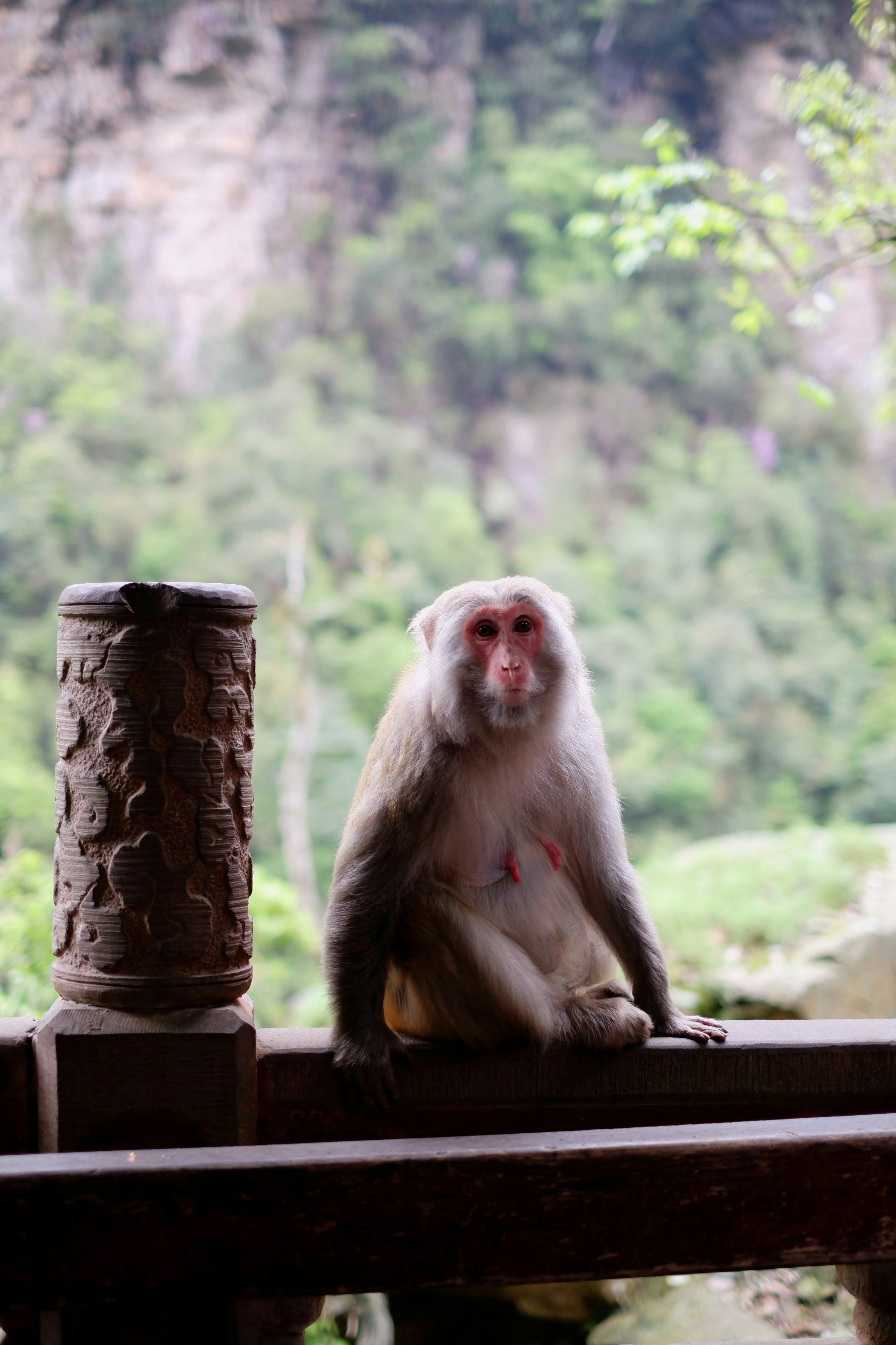 monkey