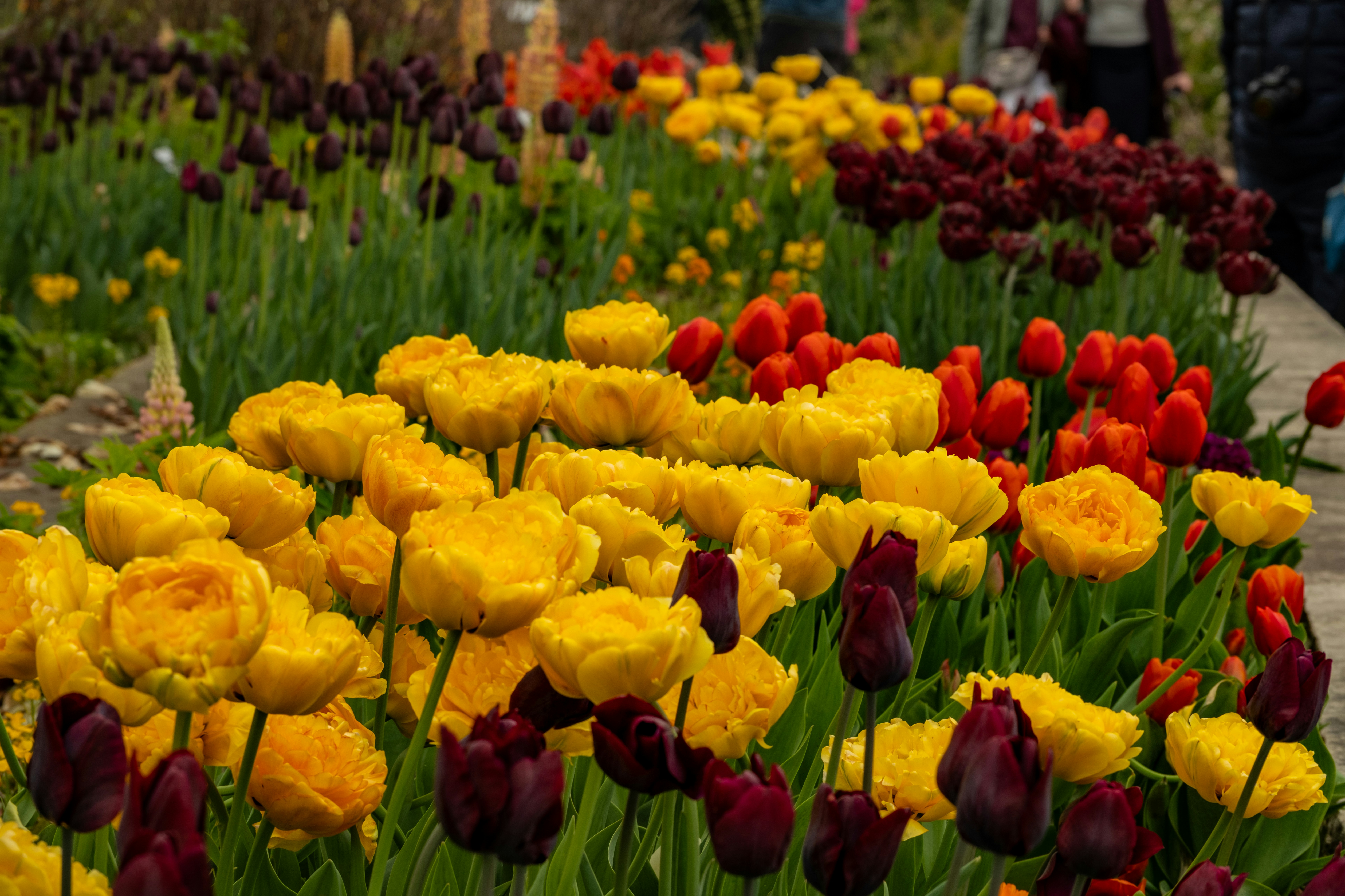 Sunlit Tulip Sea in a City Garden