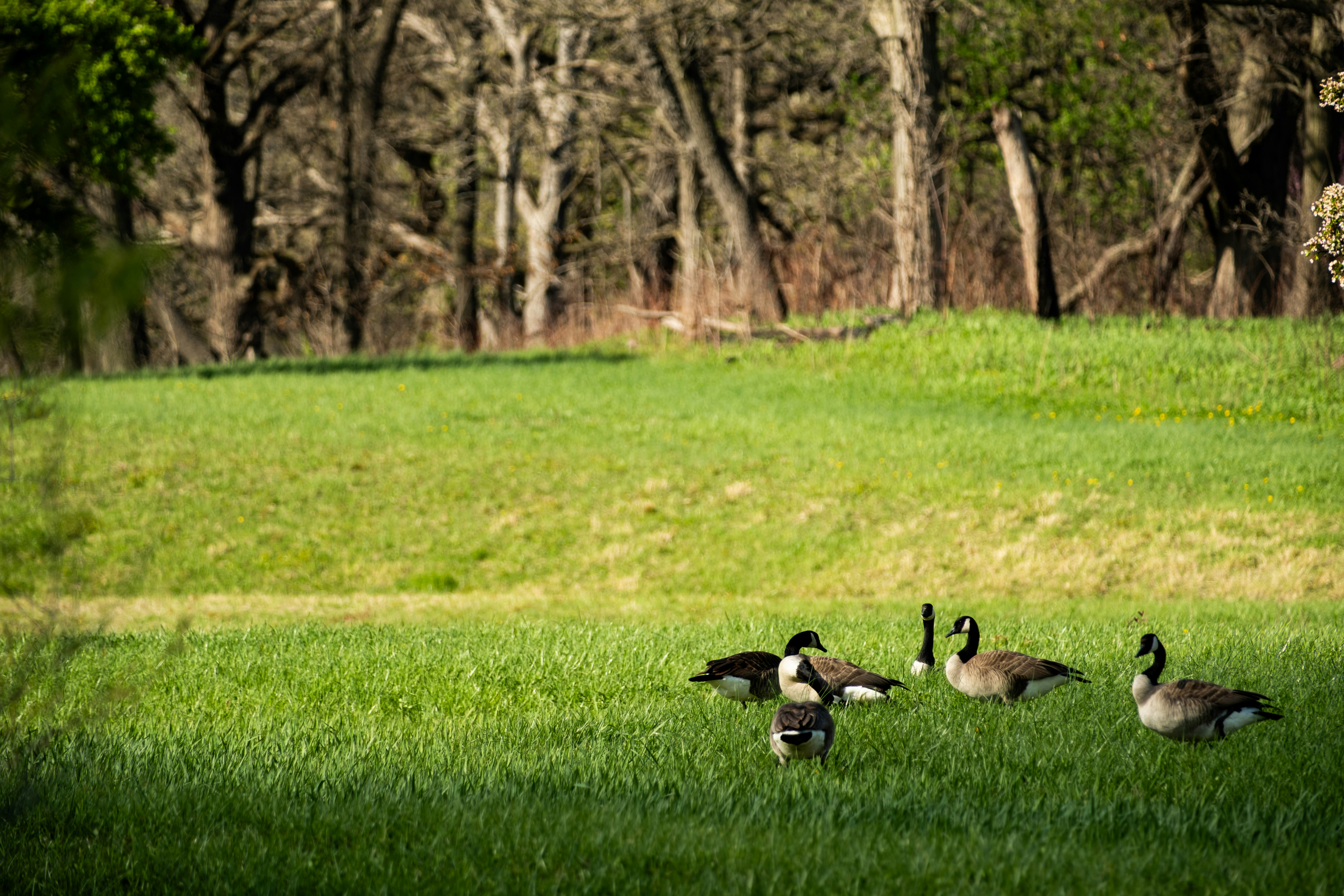Grazing Geese in the Sunlit Meadow