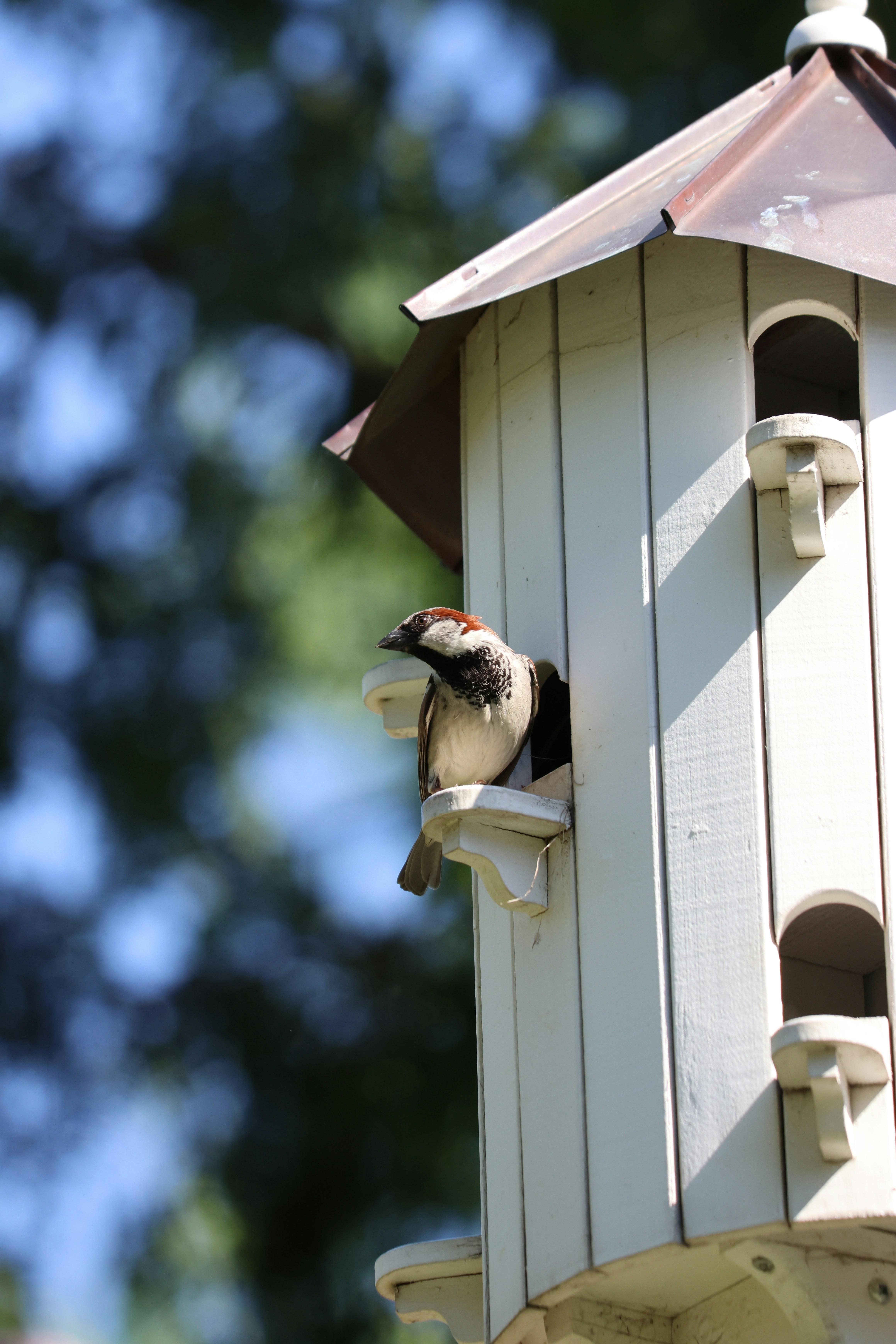 Bird perched at the doorway of a cottage-style owl house