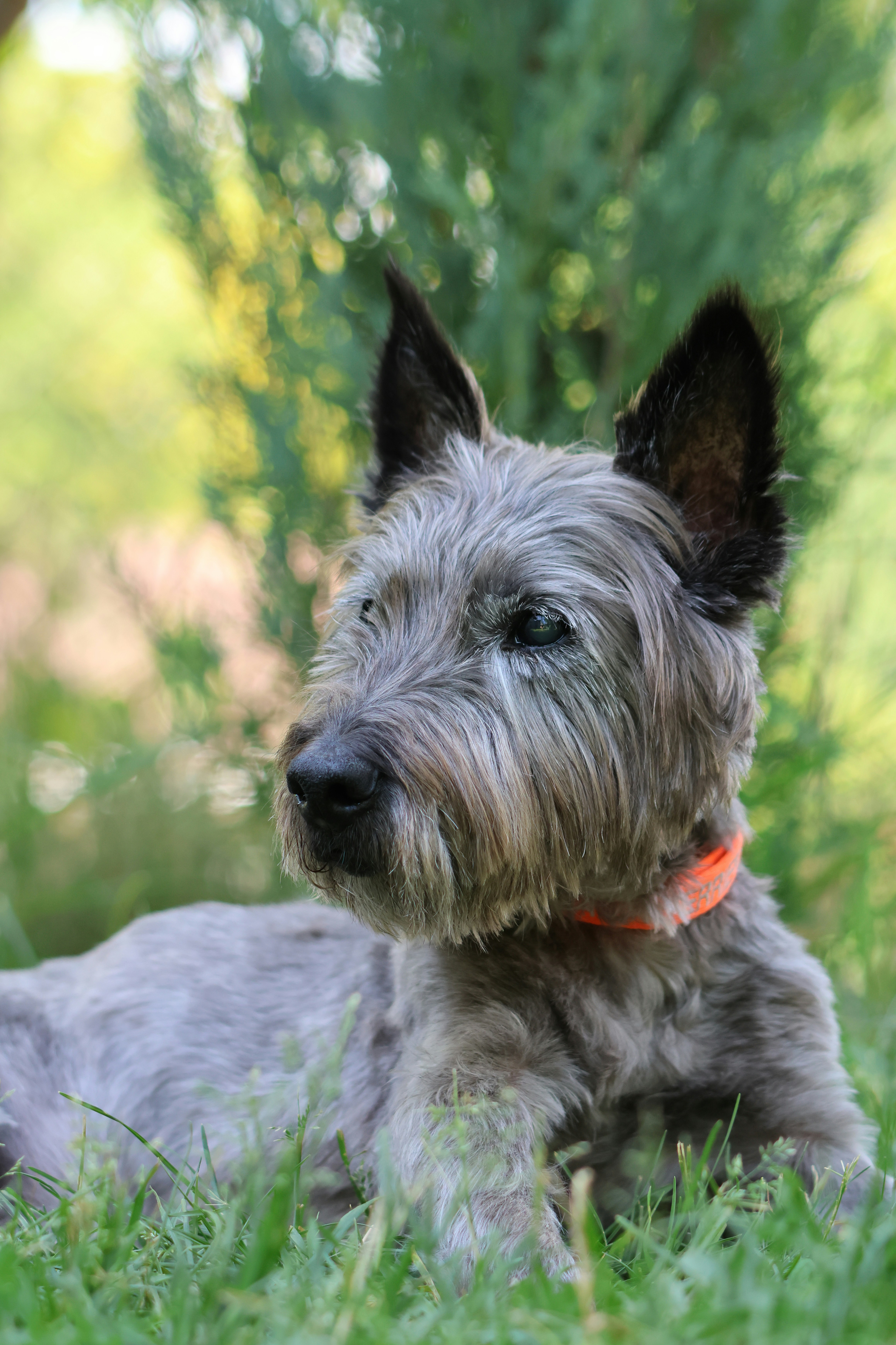 Sideglance in the Grass: A Cairn-like Companion with Orange Neckerchief