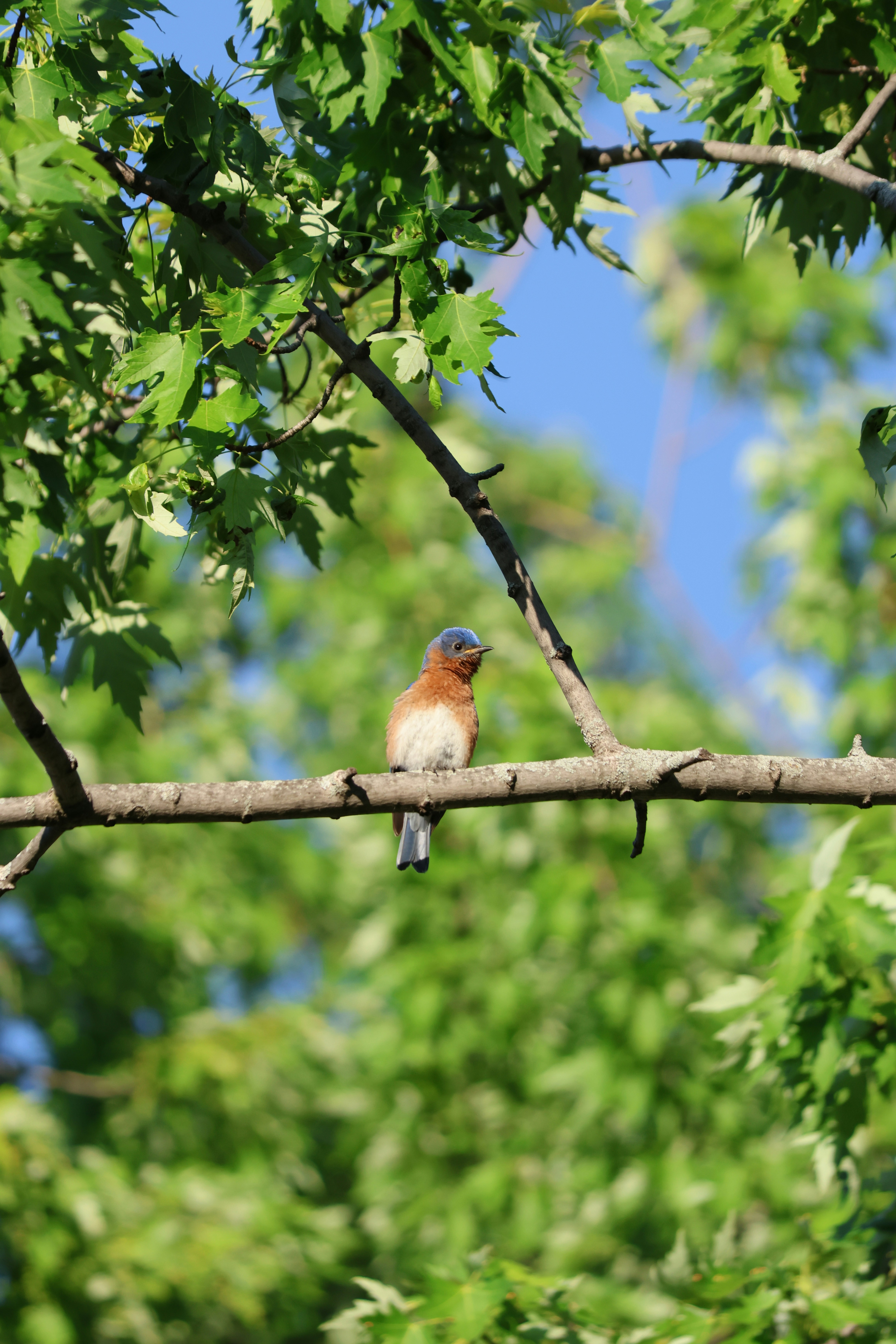 Vivid Chestnut Warbler on a Sunlit Maple Twig