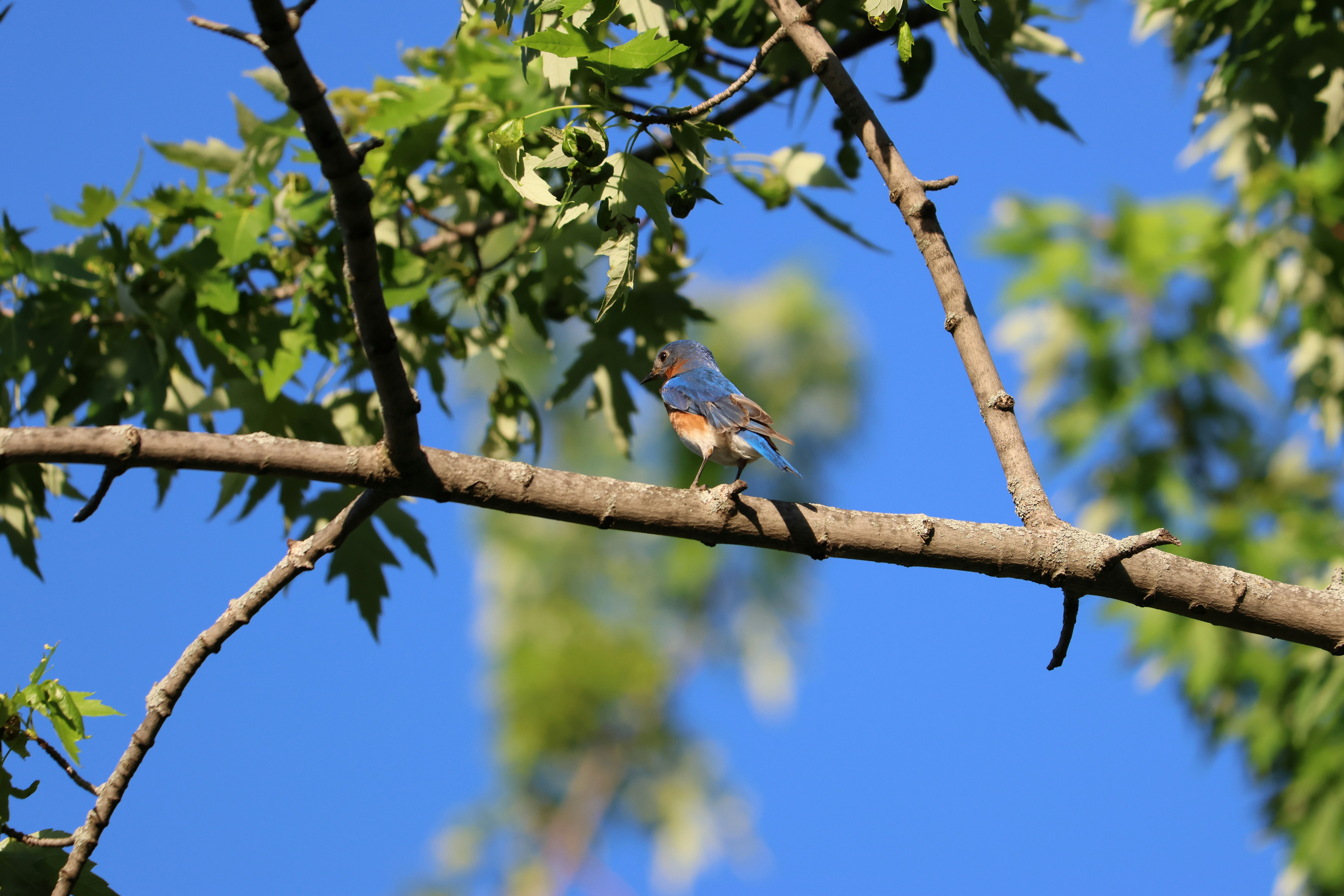 Blue-gray Warbler on a Sunlit Branch Against a Sky of Blue