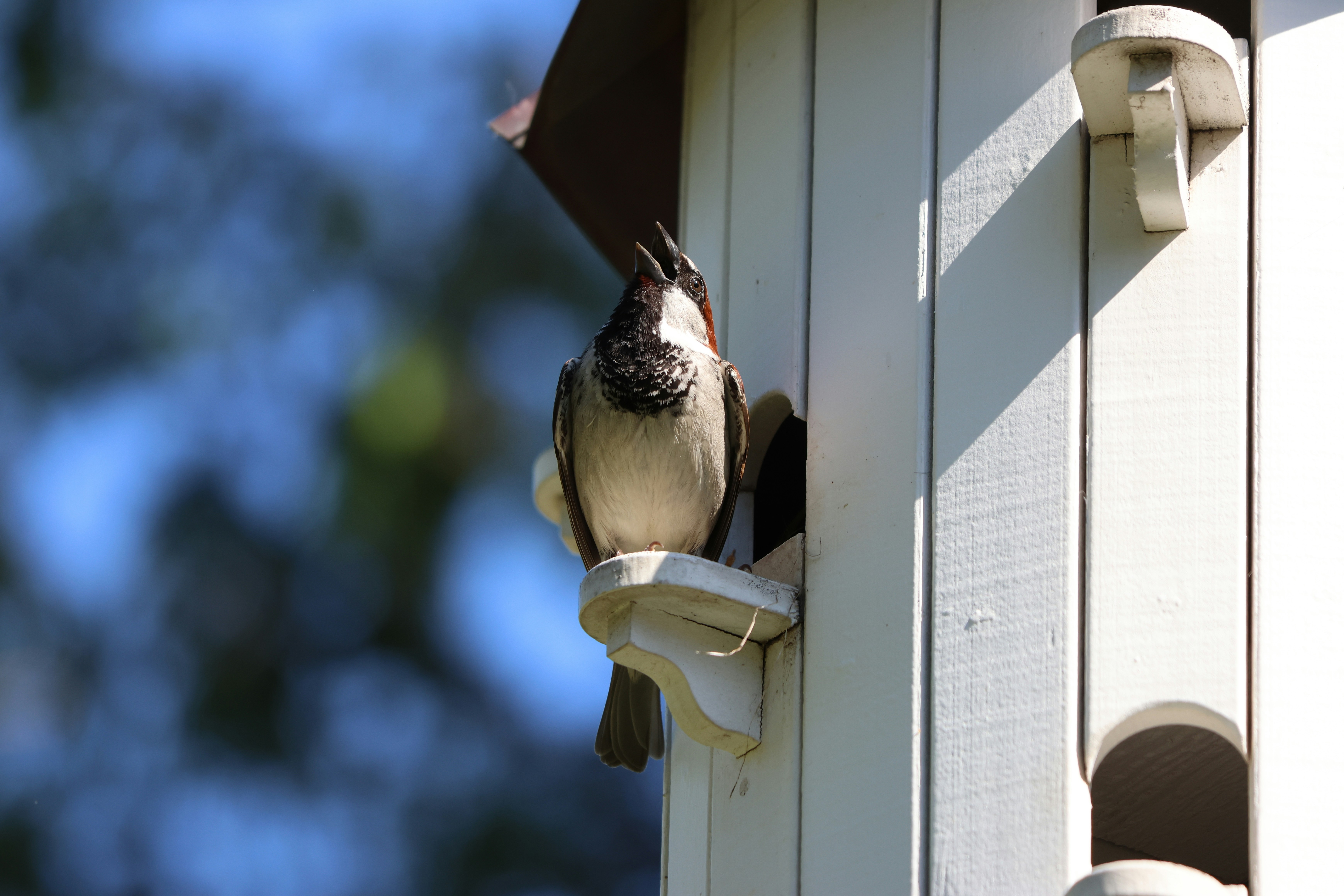 Chimney Swallow Takes a Quiet Break on White Shed