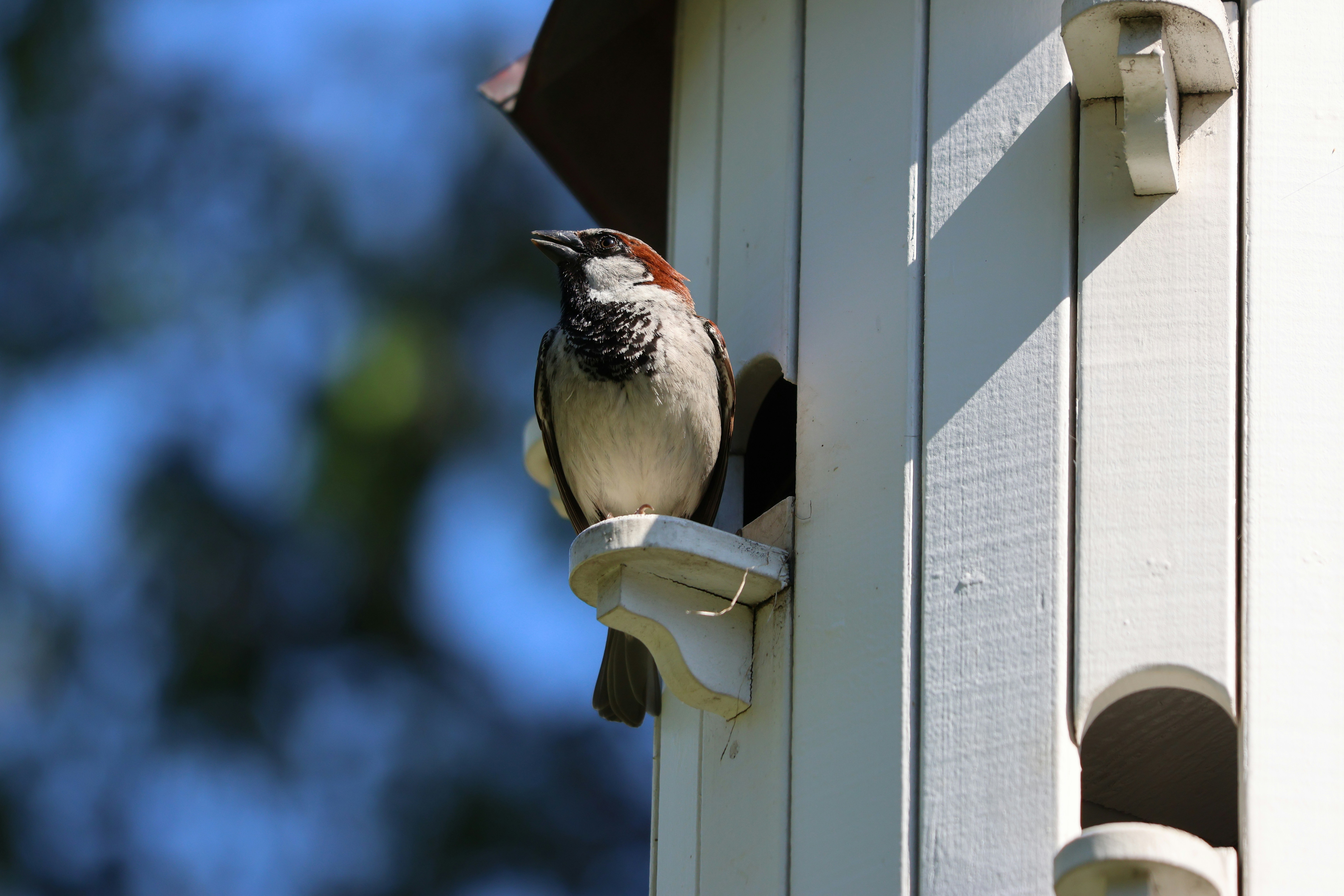 Perch of Attention on the Wooden Birdhouse