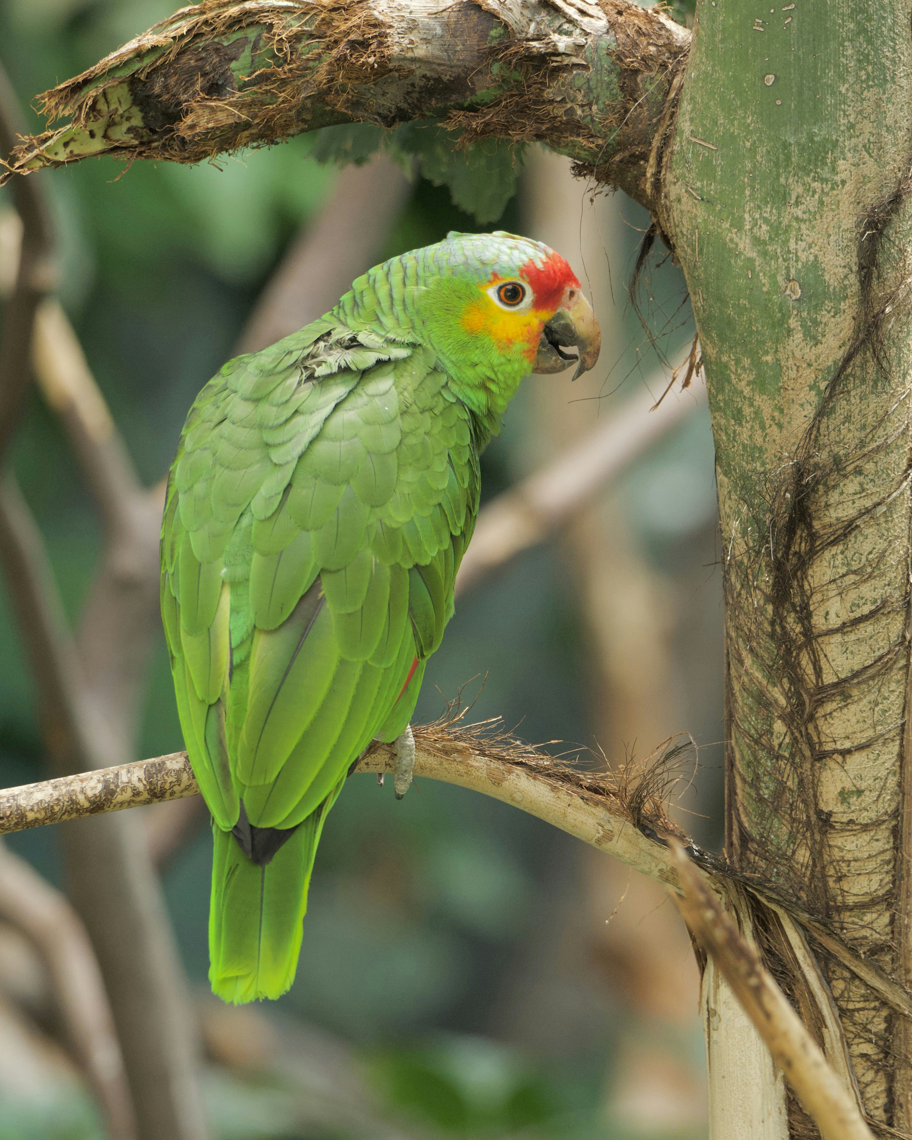 Emerald Parrot perched on a mossy branch