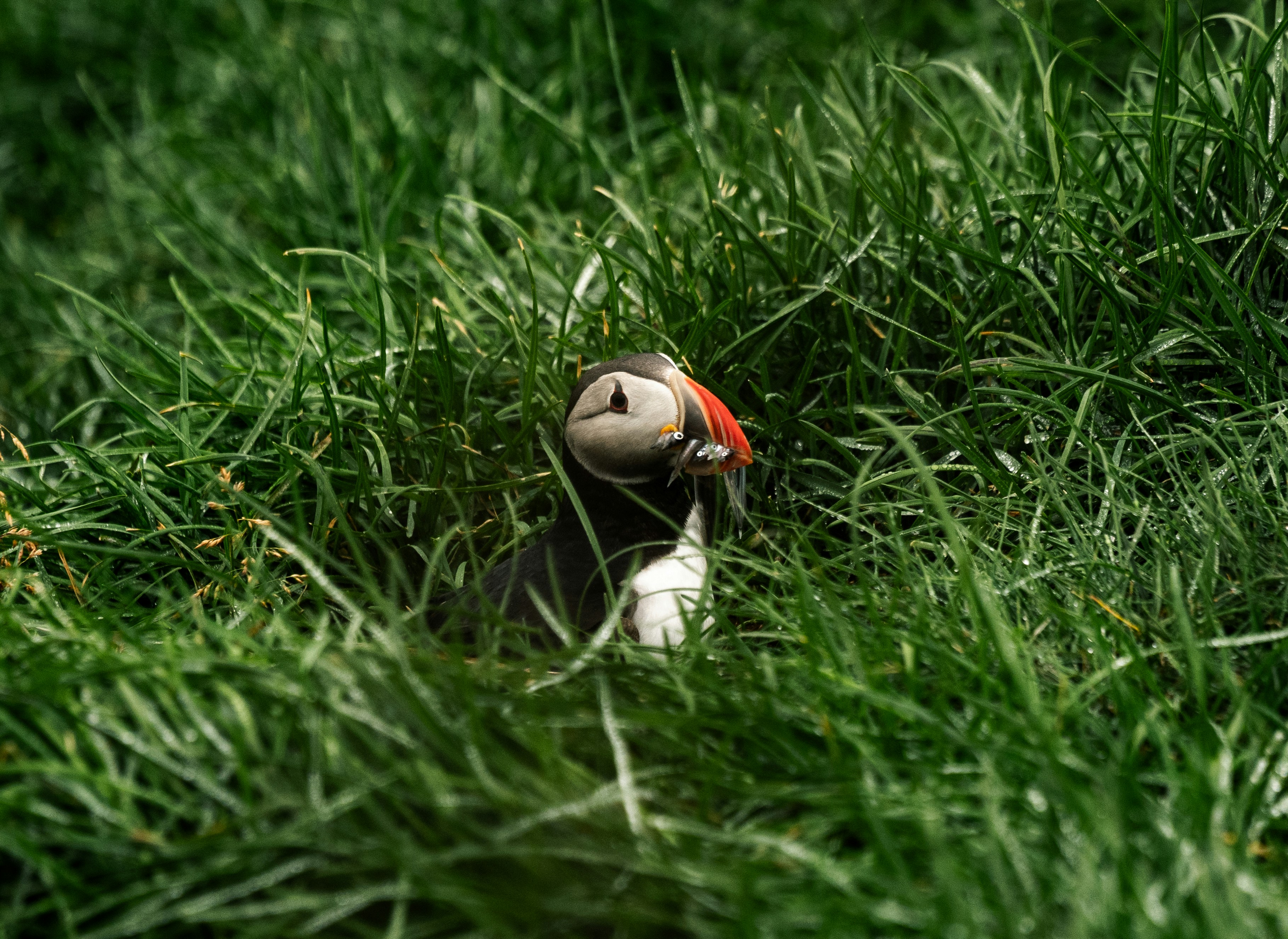 Hidden King of the Grass: Puffin Peering Through the Emerald Veil