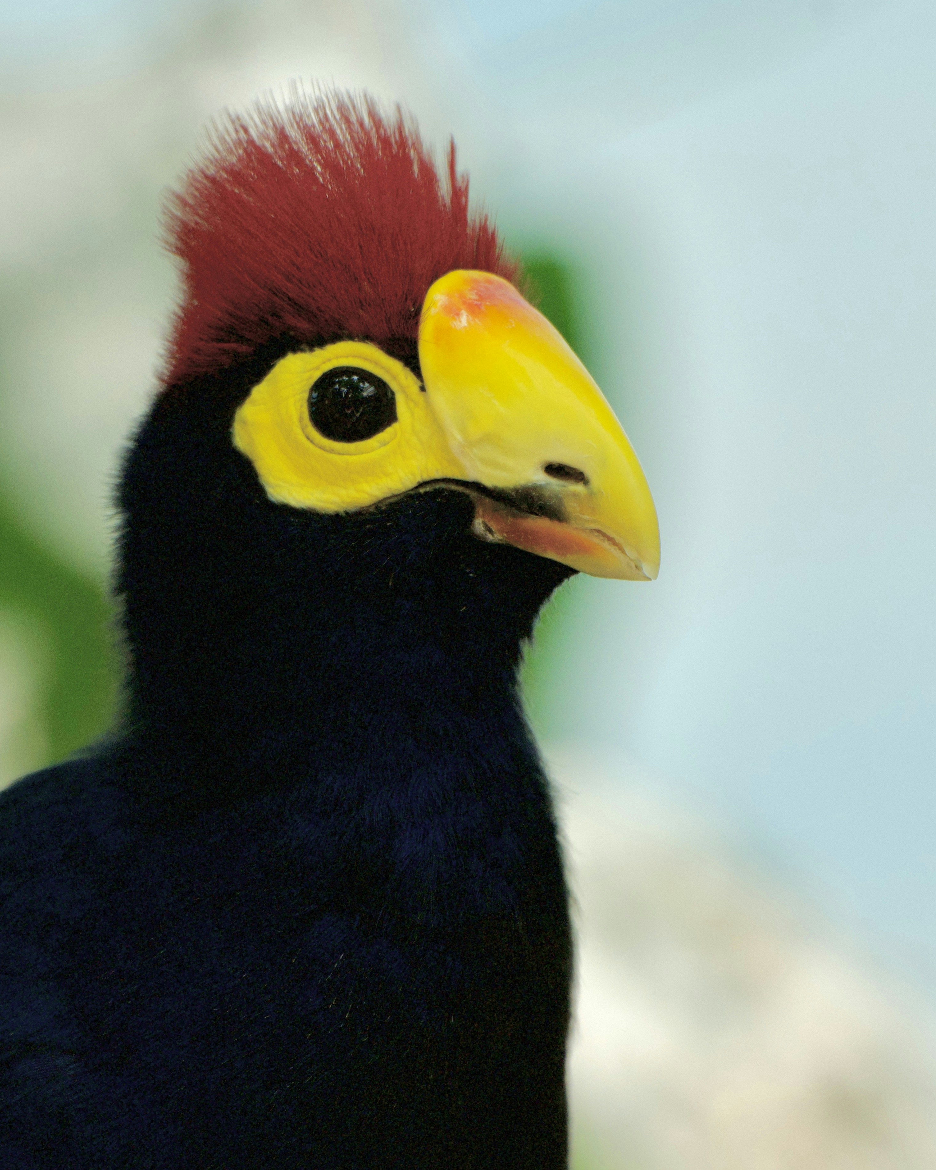 Yellow-eyed Crest: A Close-Up on the Crimson Toucan's Stare