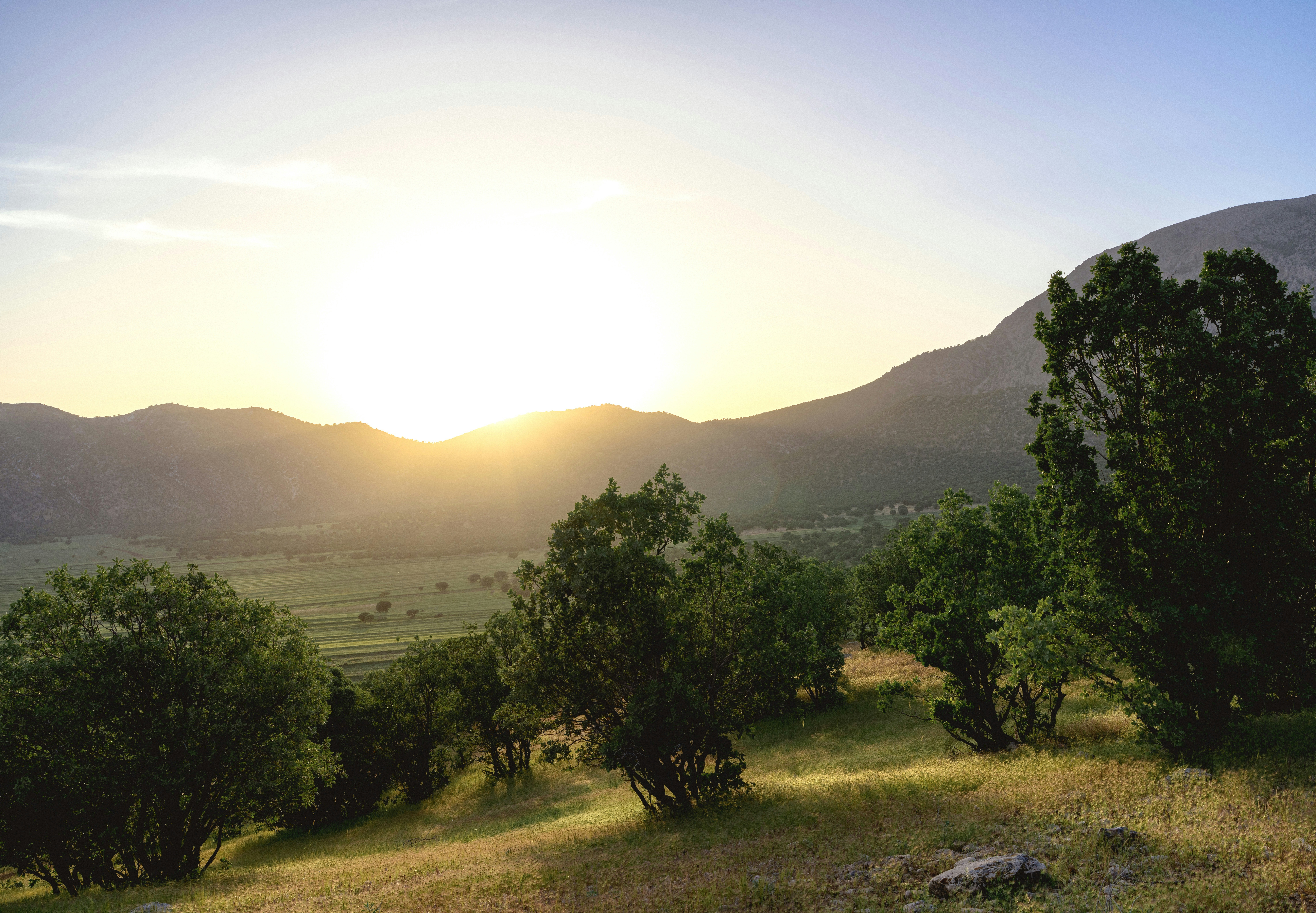 Sunrise Over the Rolling Hills and Silhouetted Trees