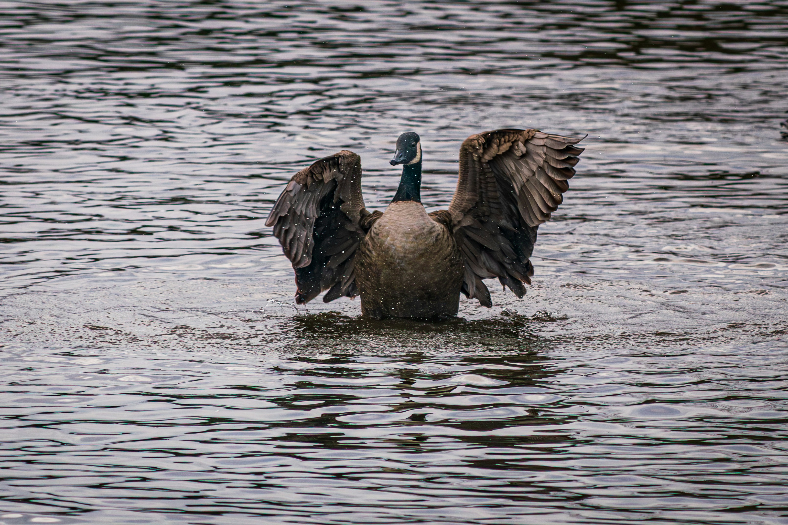 Wing Spread Wake-Up: A Mallard Emerges from Quiet Waters