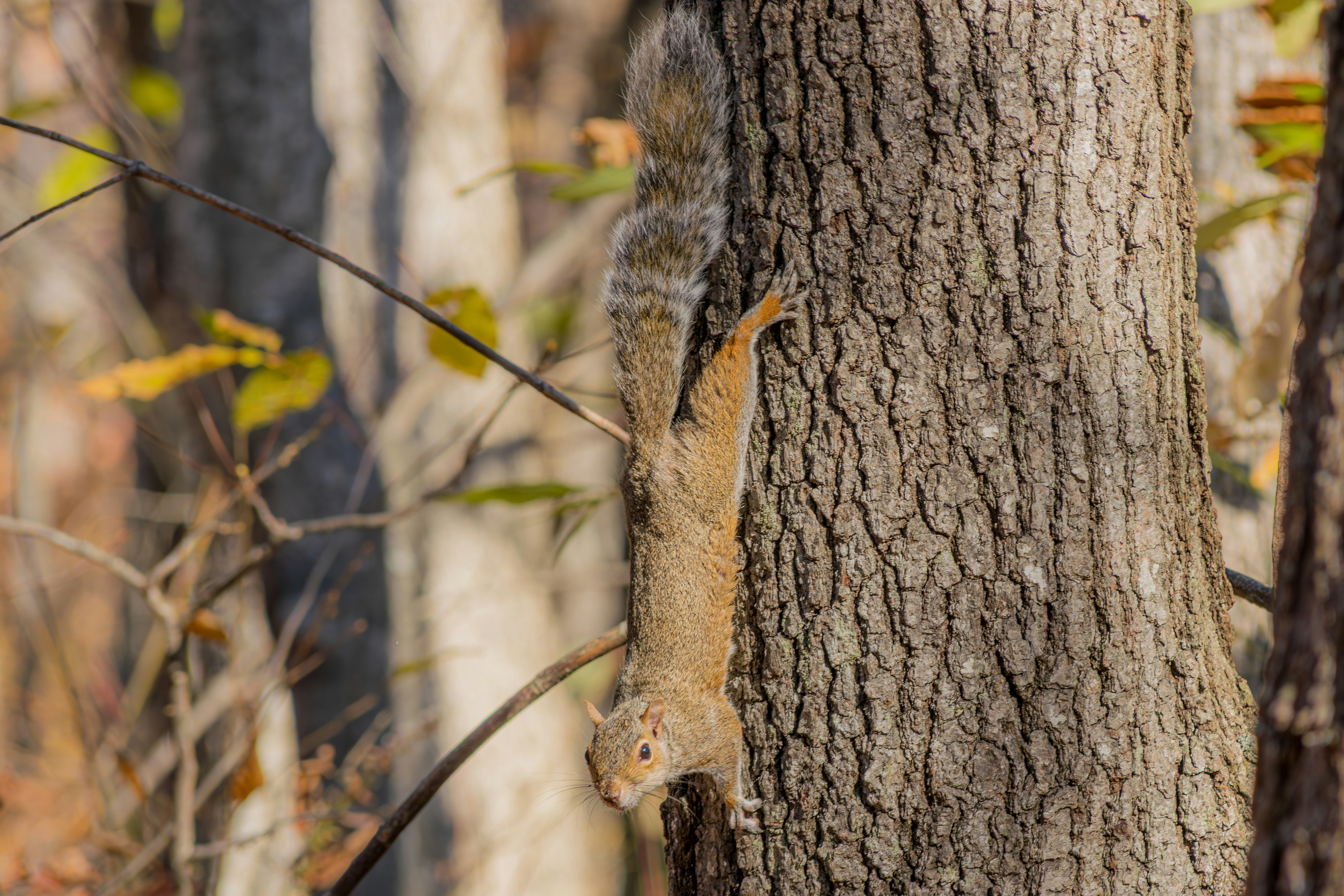 Squirrel Clinging to Birch: A Moment of Autumn Camouflage
