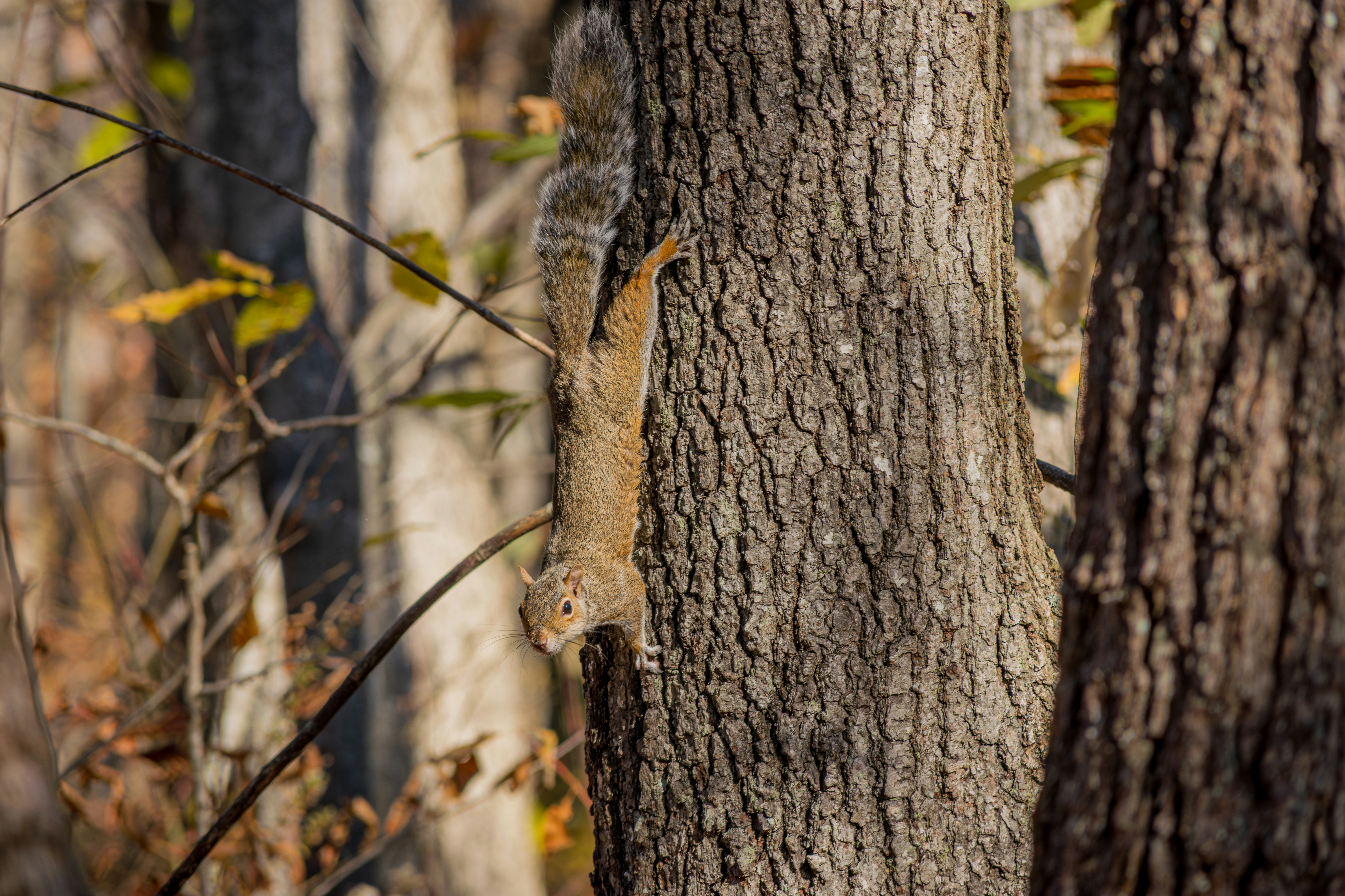 Squirrel Poised on Bark: A Moment of Forest Focus