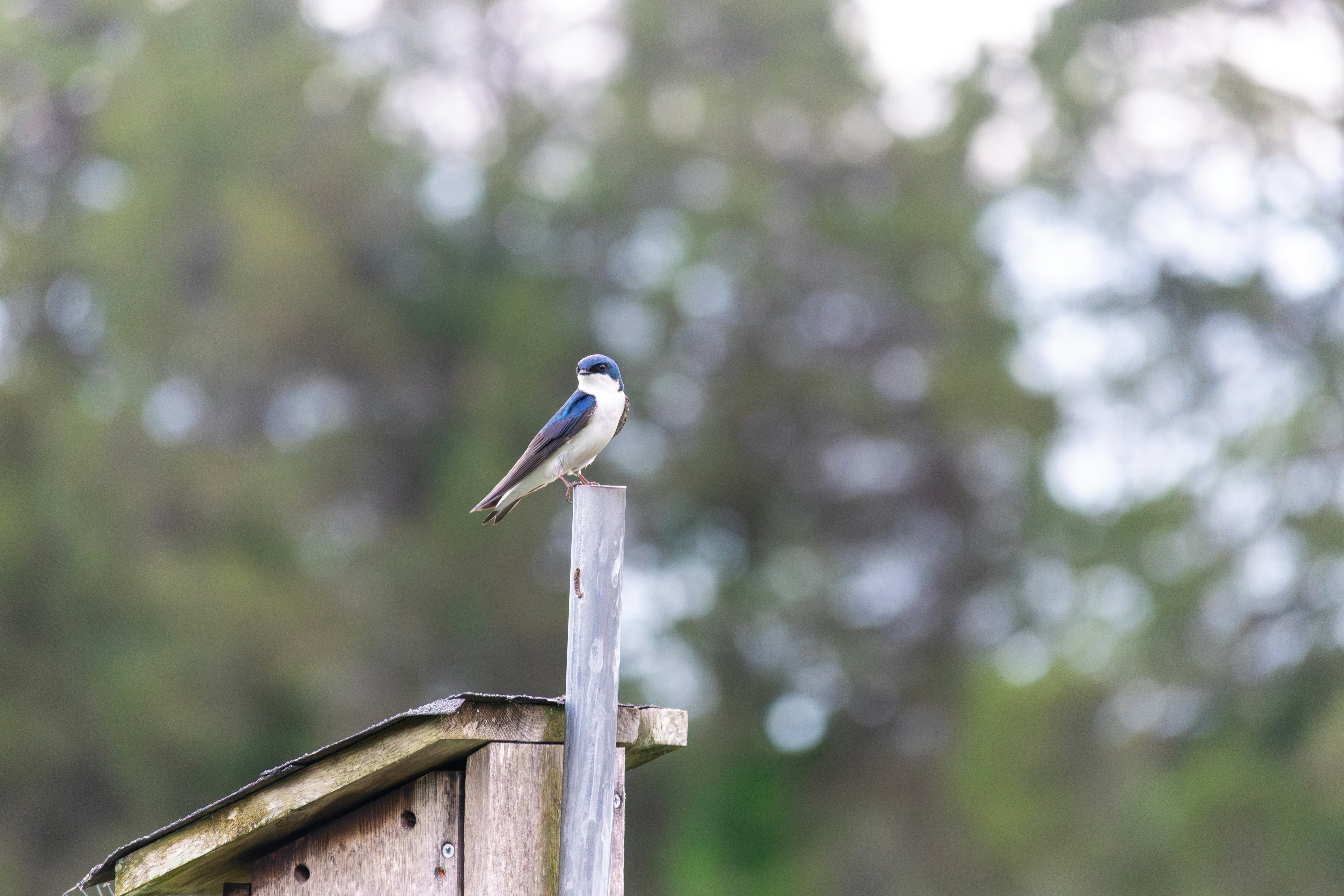 Perched on a Weathered Post: A Blue-White Songbird Watches the World