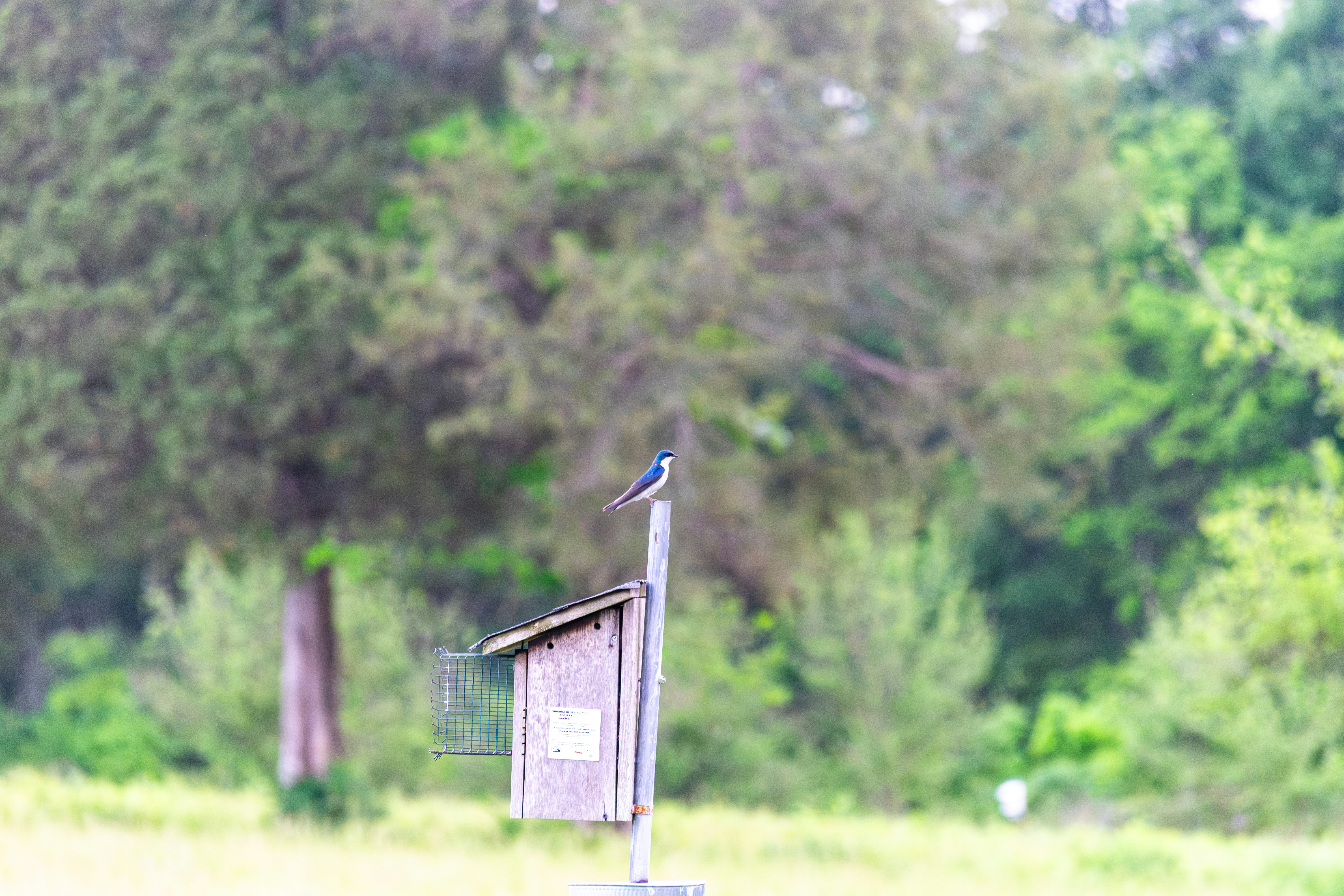 Blue-tinged Cardinal on a Weathered Birdhouse Amid Greenery