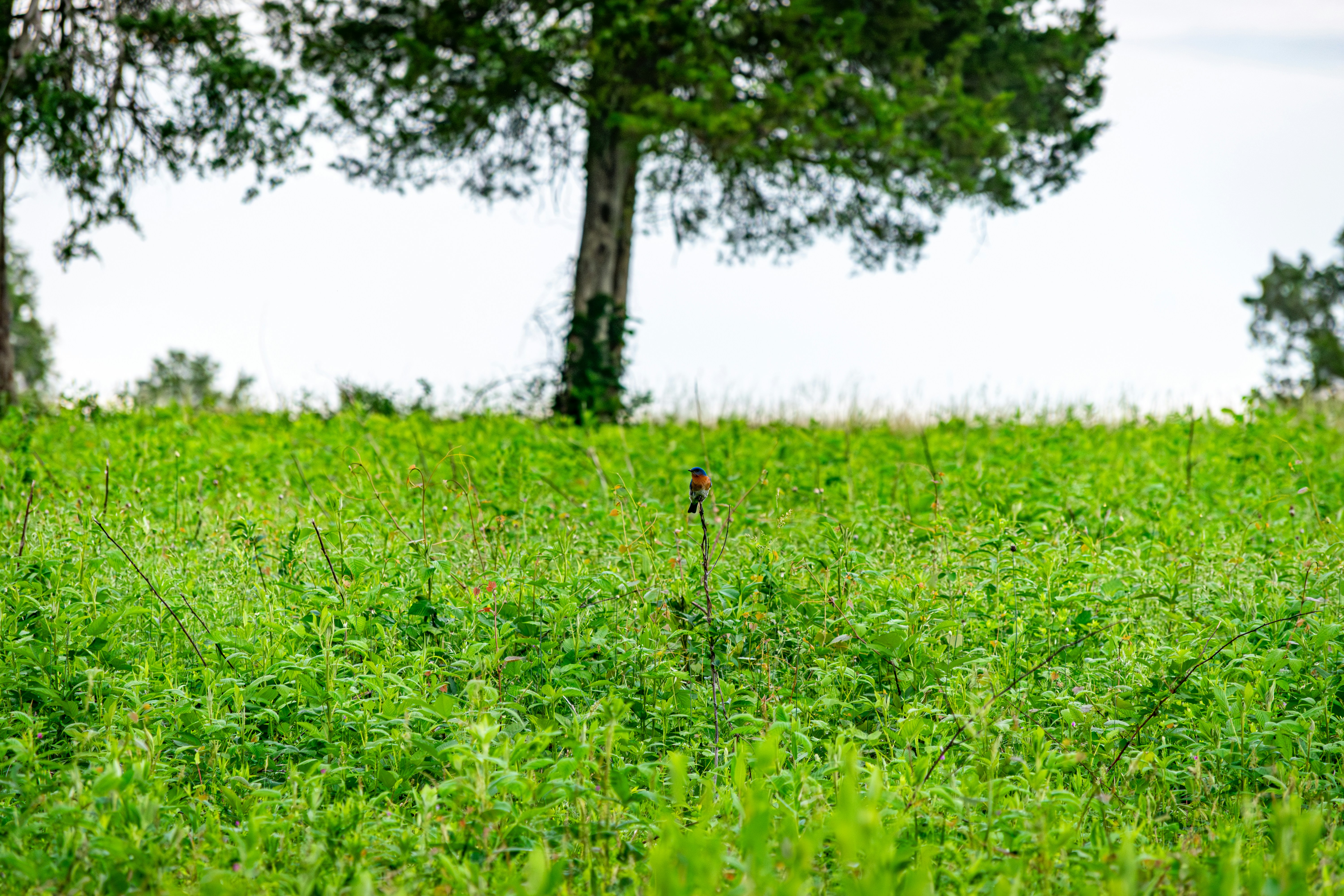 A lone insect and a blade of grass rise above a sea of green in a sunlit field