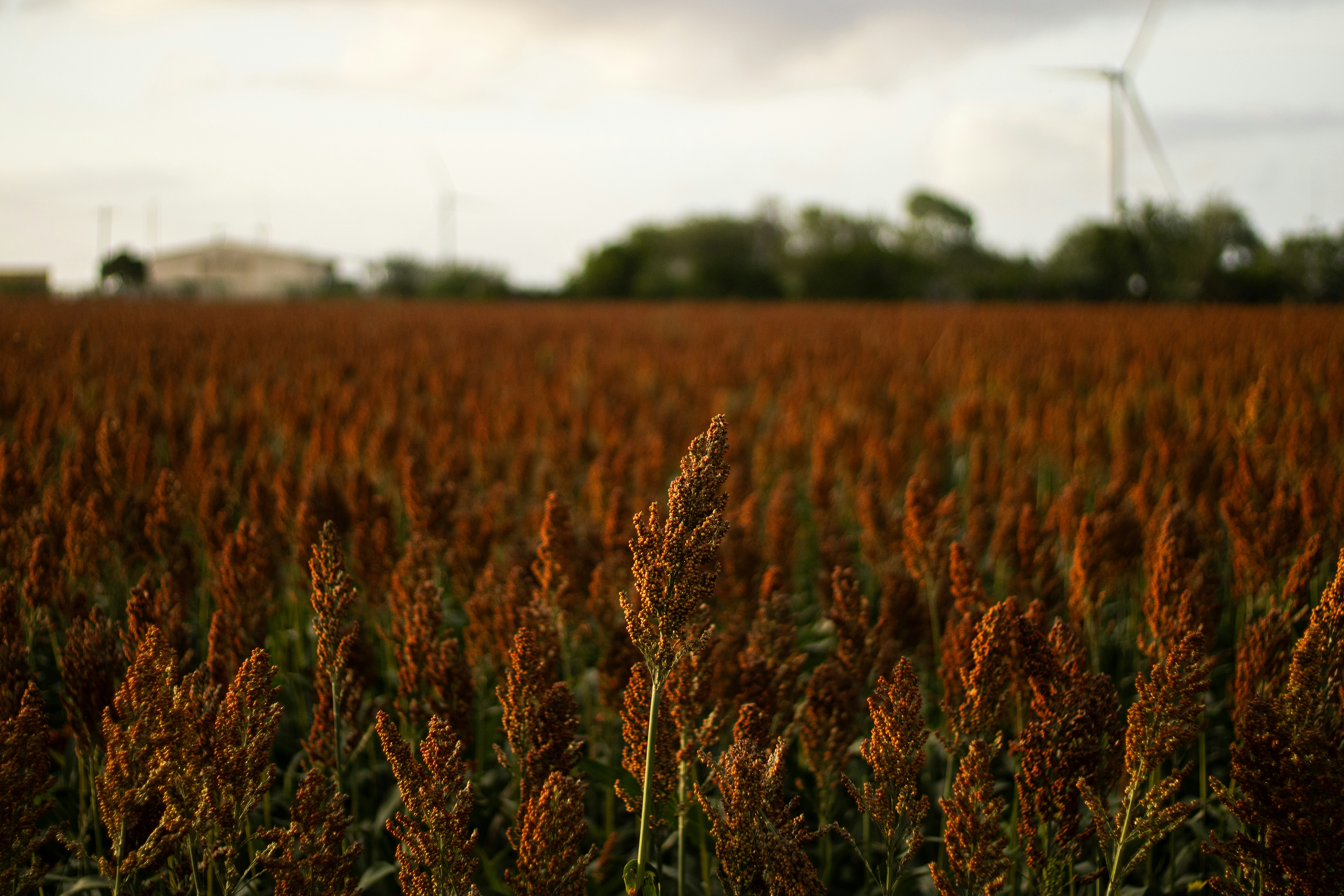 Warm evening light falling over a sorghum field in rural Texas.
