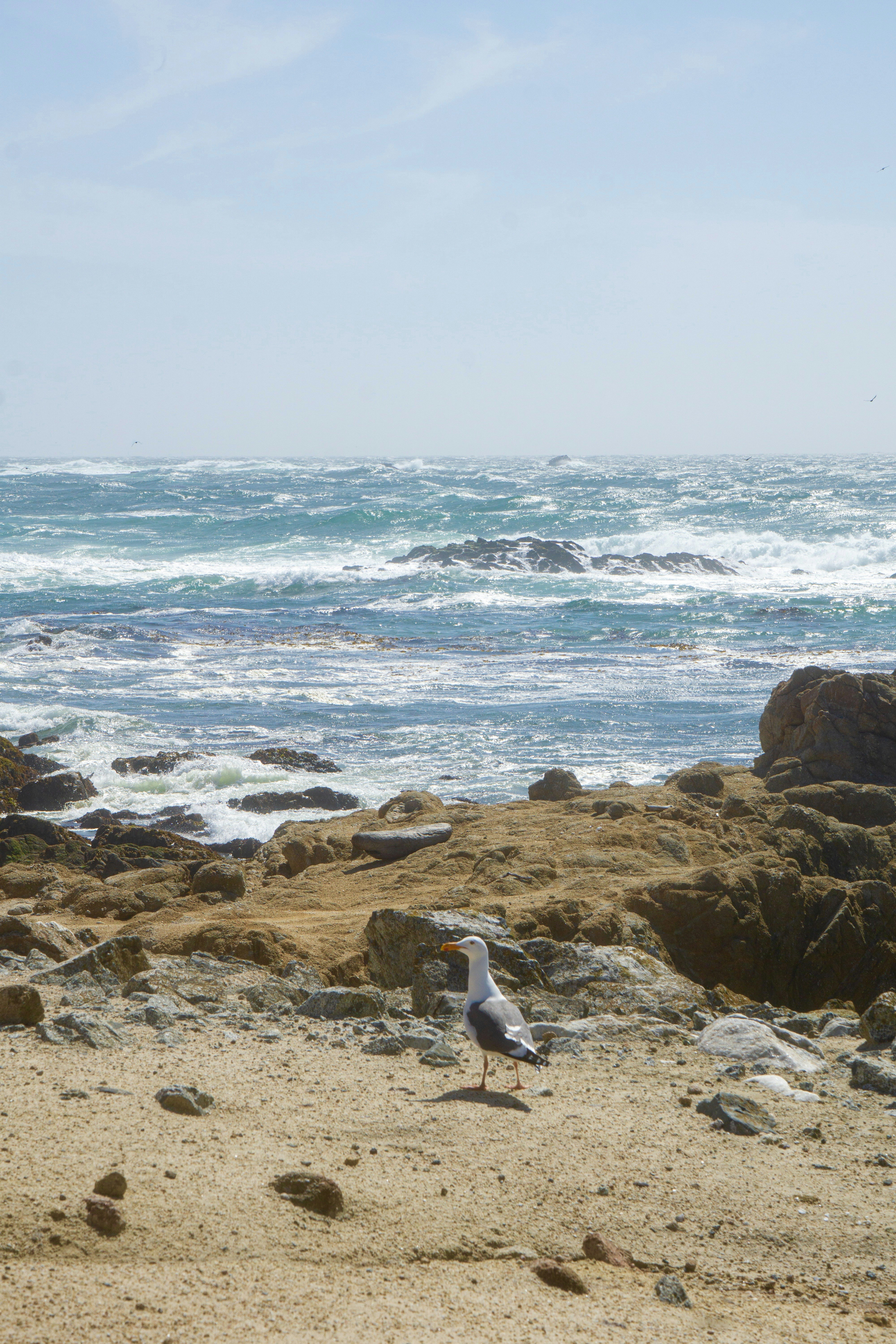 Seaside Watcher: A Seagull on the Rocky Beach