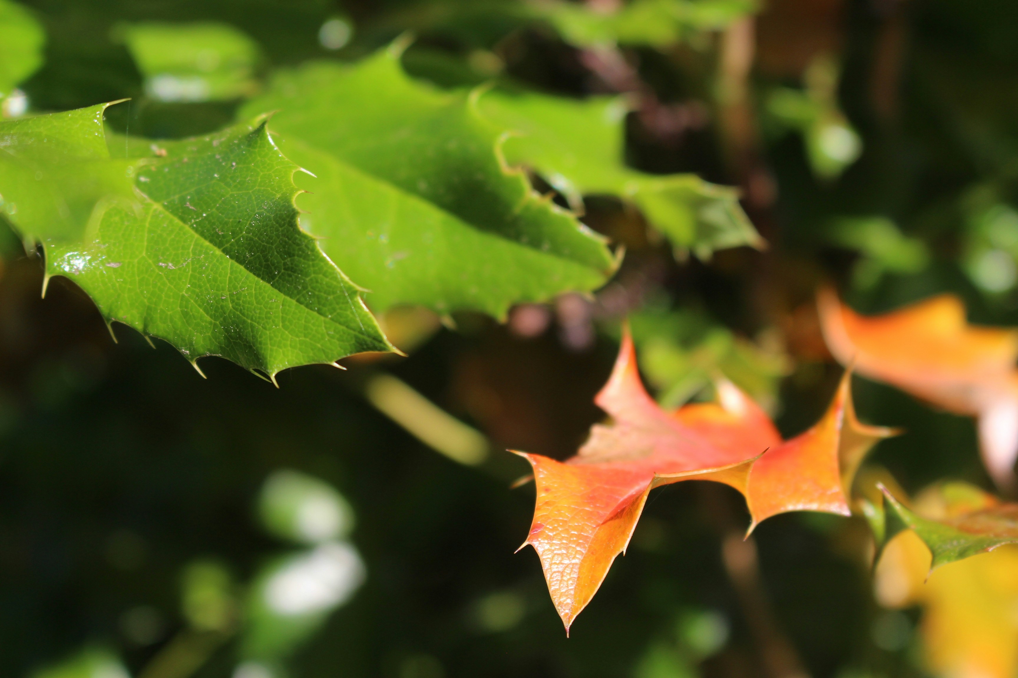 Autumn Leaf Burst: Green and Gold in Quiet Focus