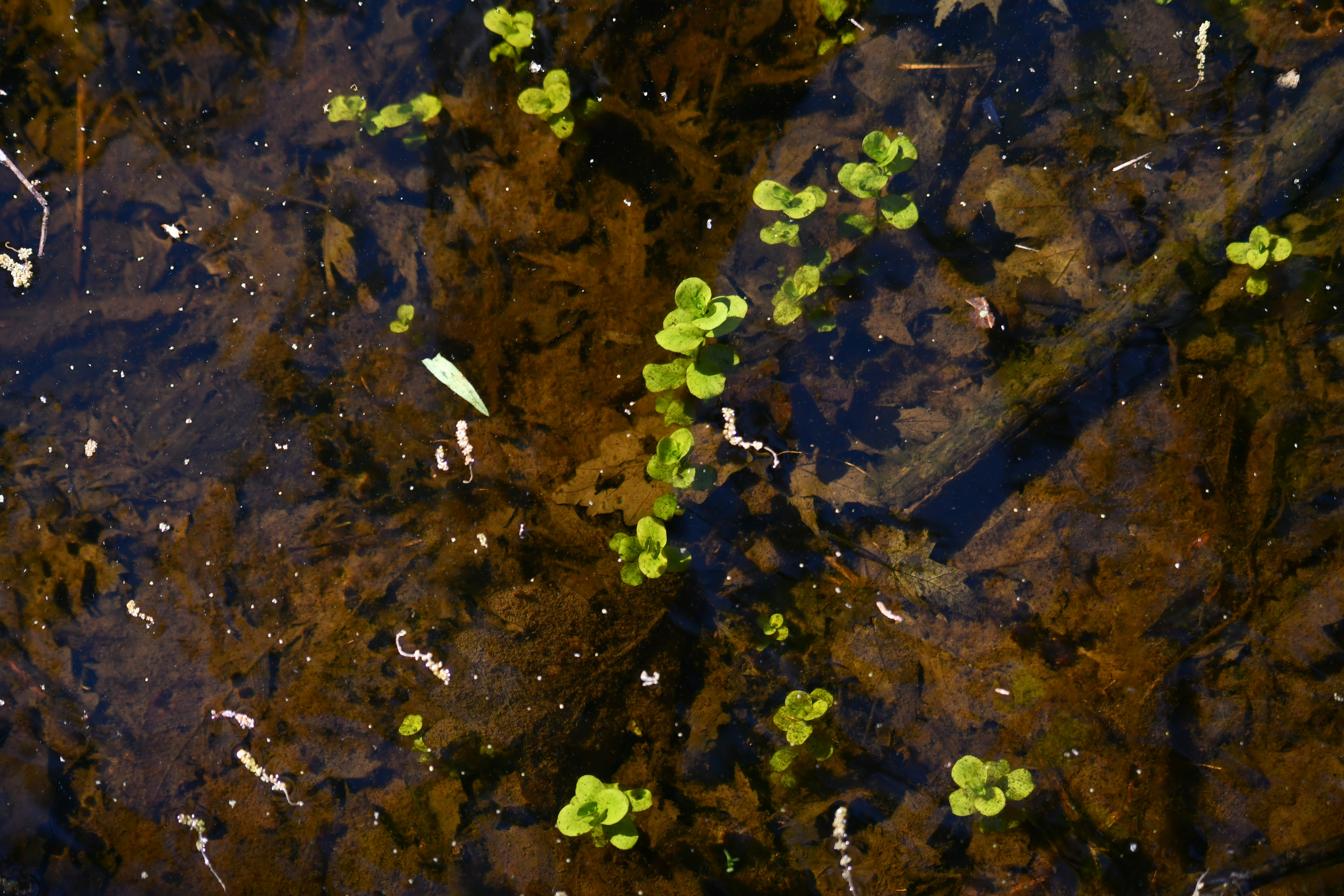 Emerald Whispers on Quiet Water