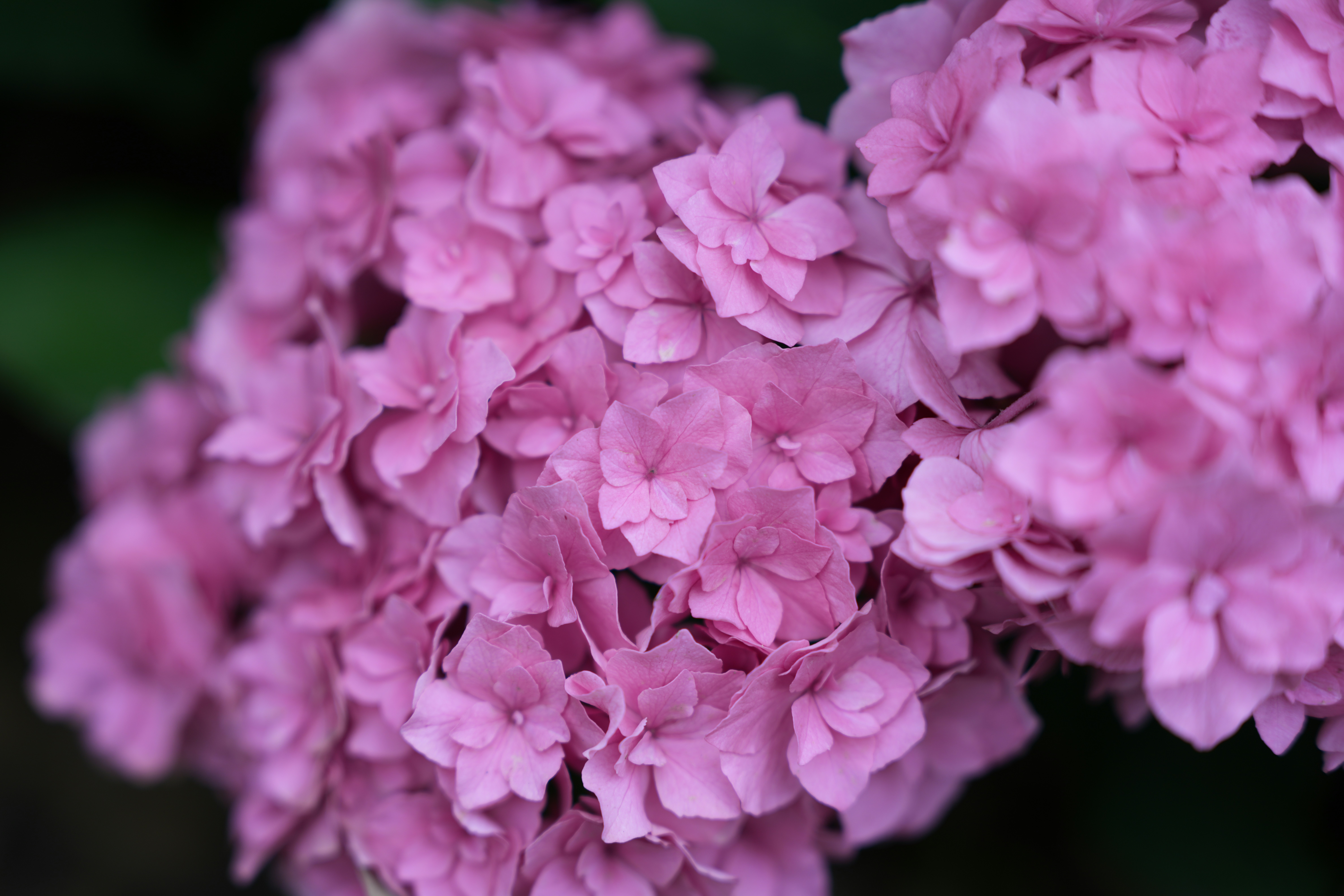 Soft Pink Hydrangea Cluster in Quiet Shade