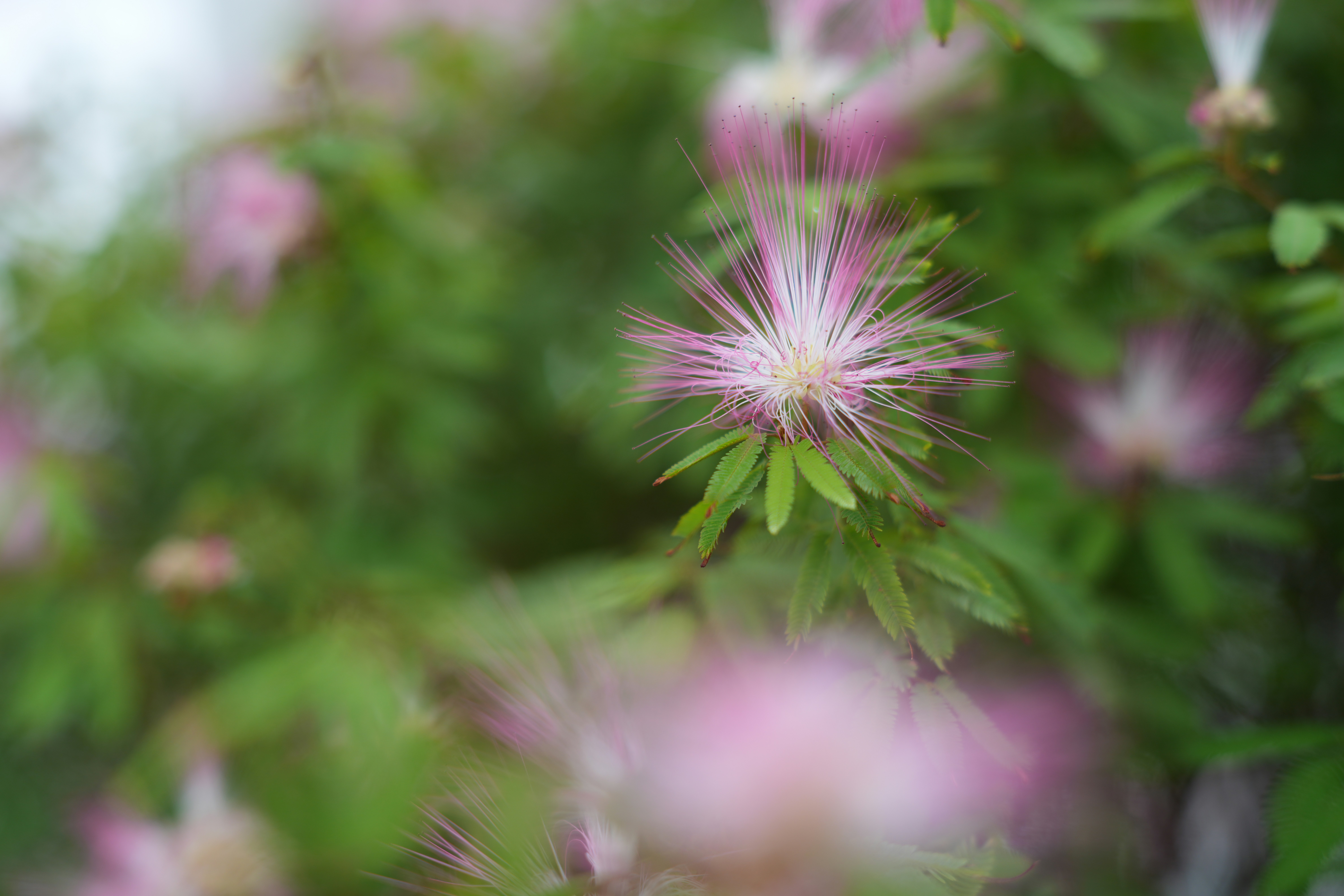 Soft Focus Bloom: A Pink Flame Amid Green Veil