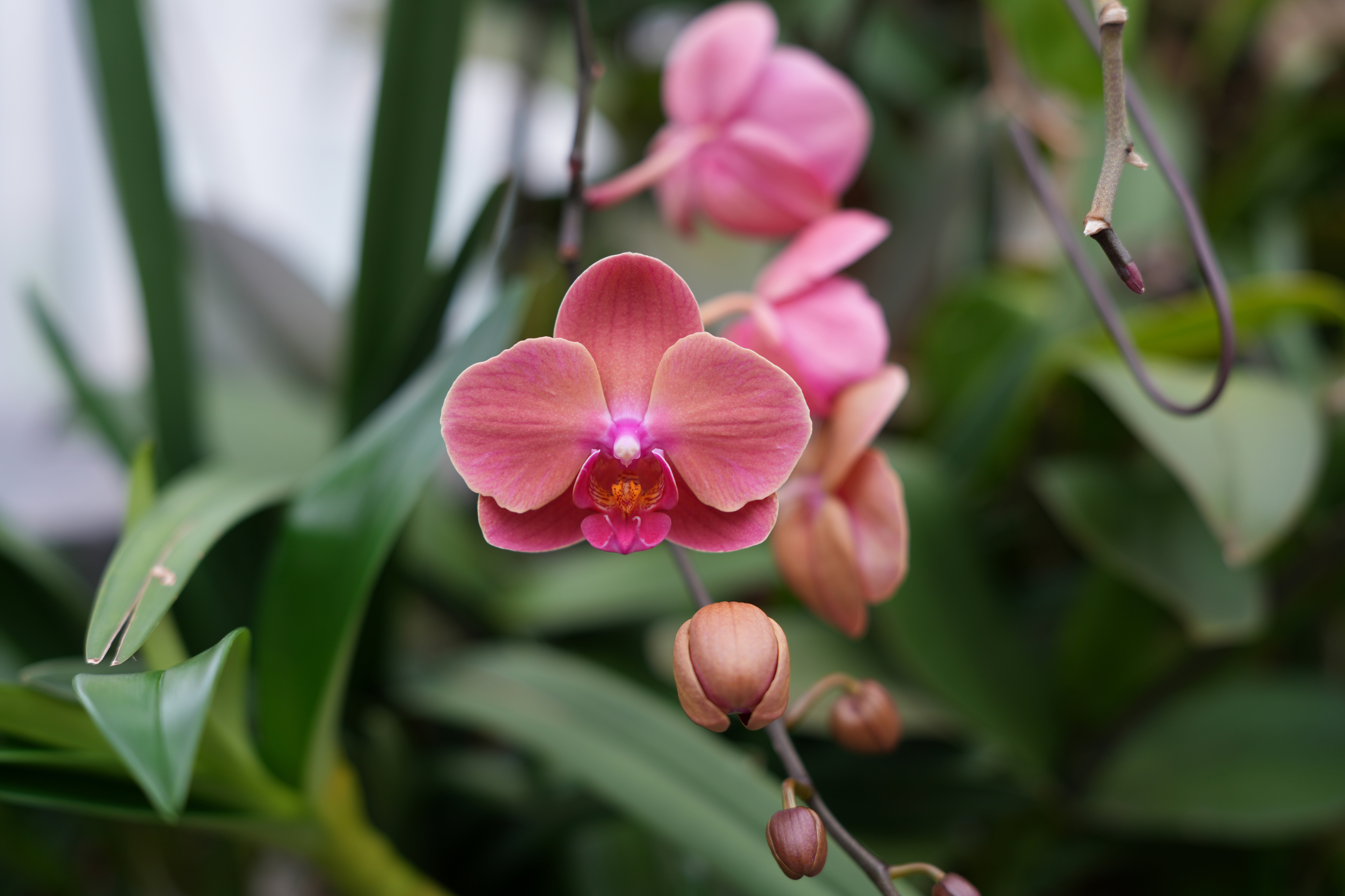 Pink Phalaenopsis Centerpiece: A Close-Up of a Orchid Bloom