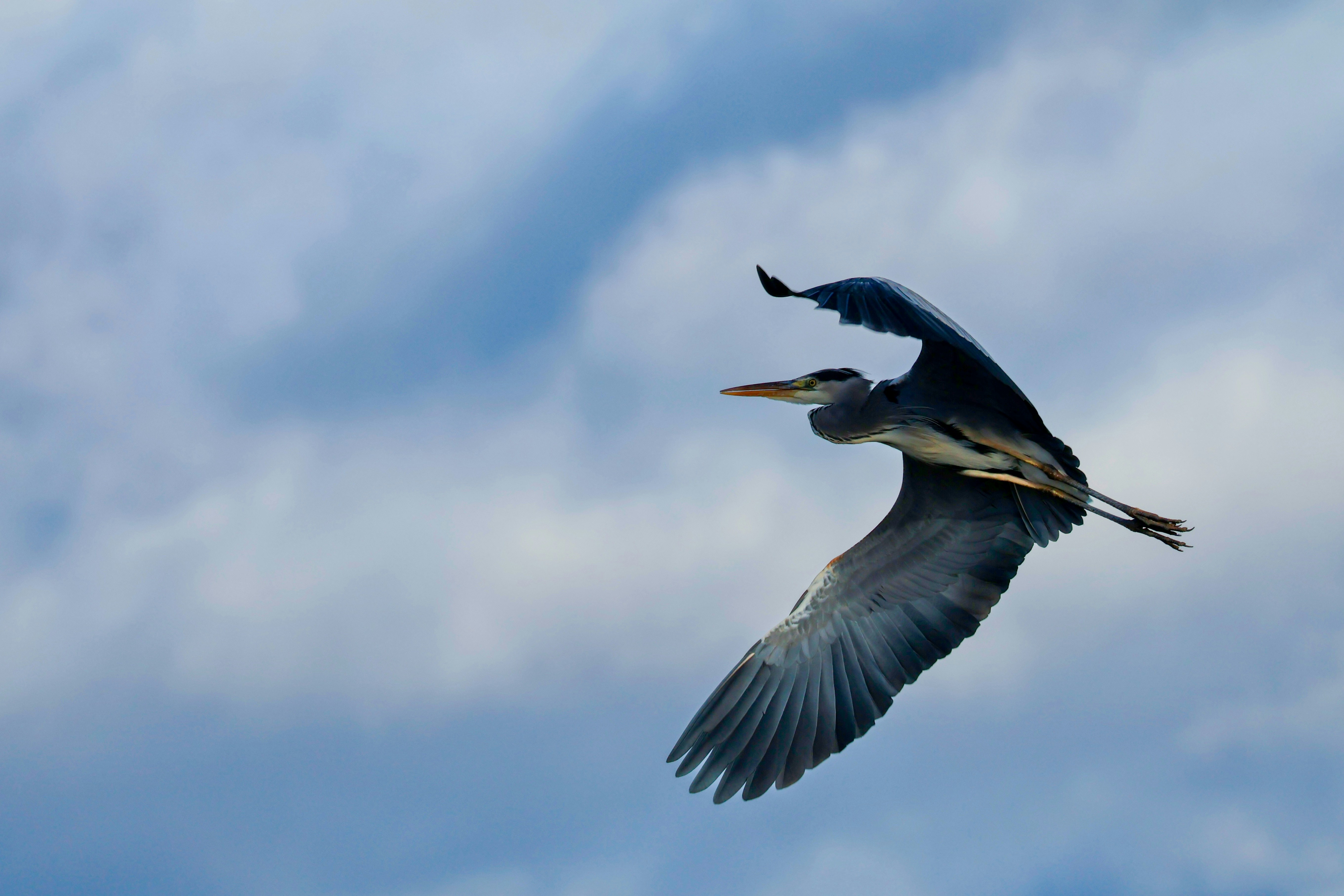 Soaring Heron in a Gradient Sky