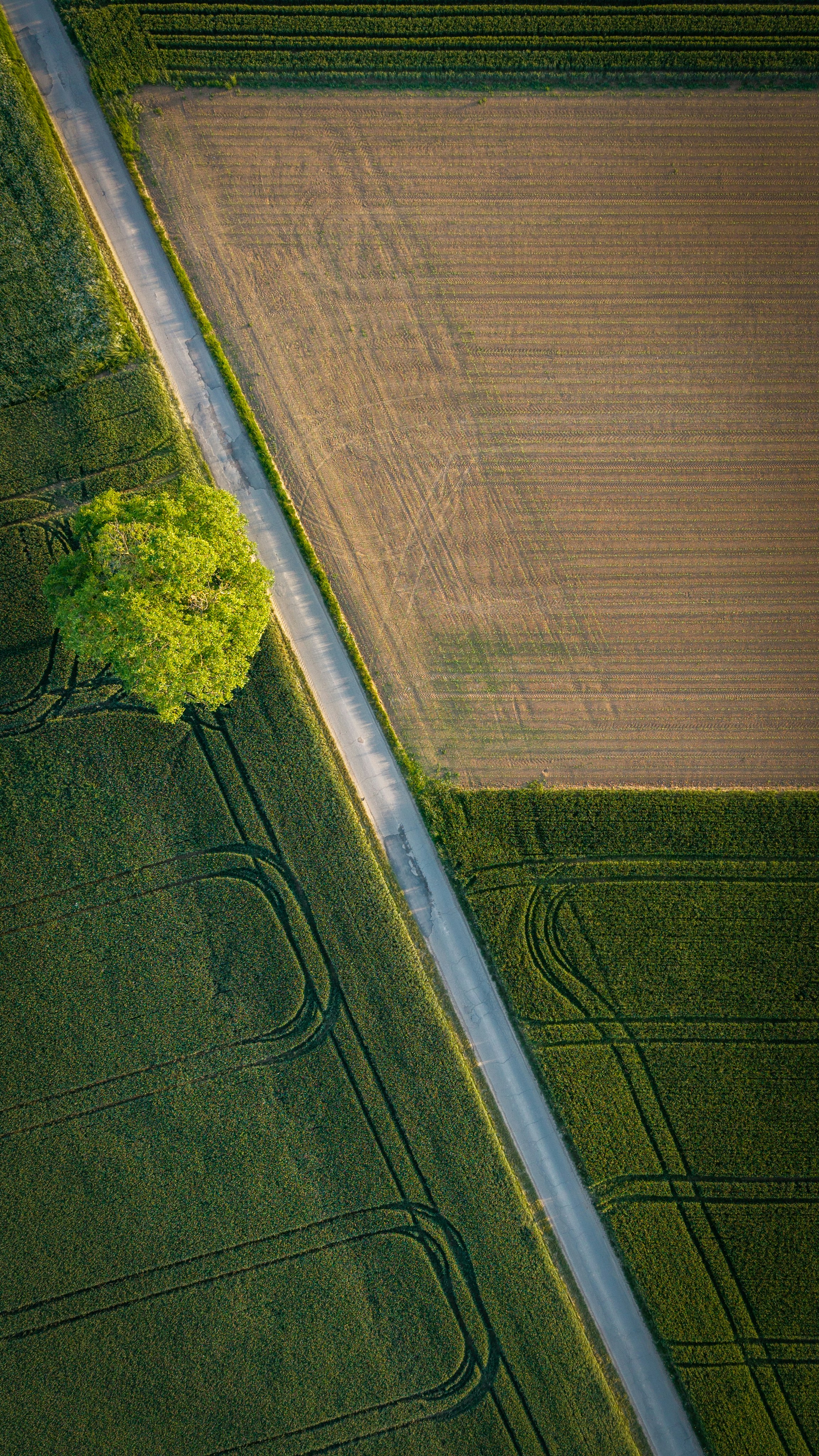Aerial Violin of Fields: Road Cuts Through a Green Quilt
