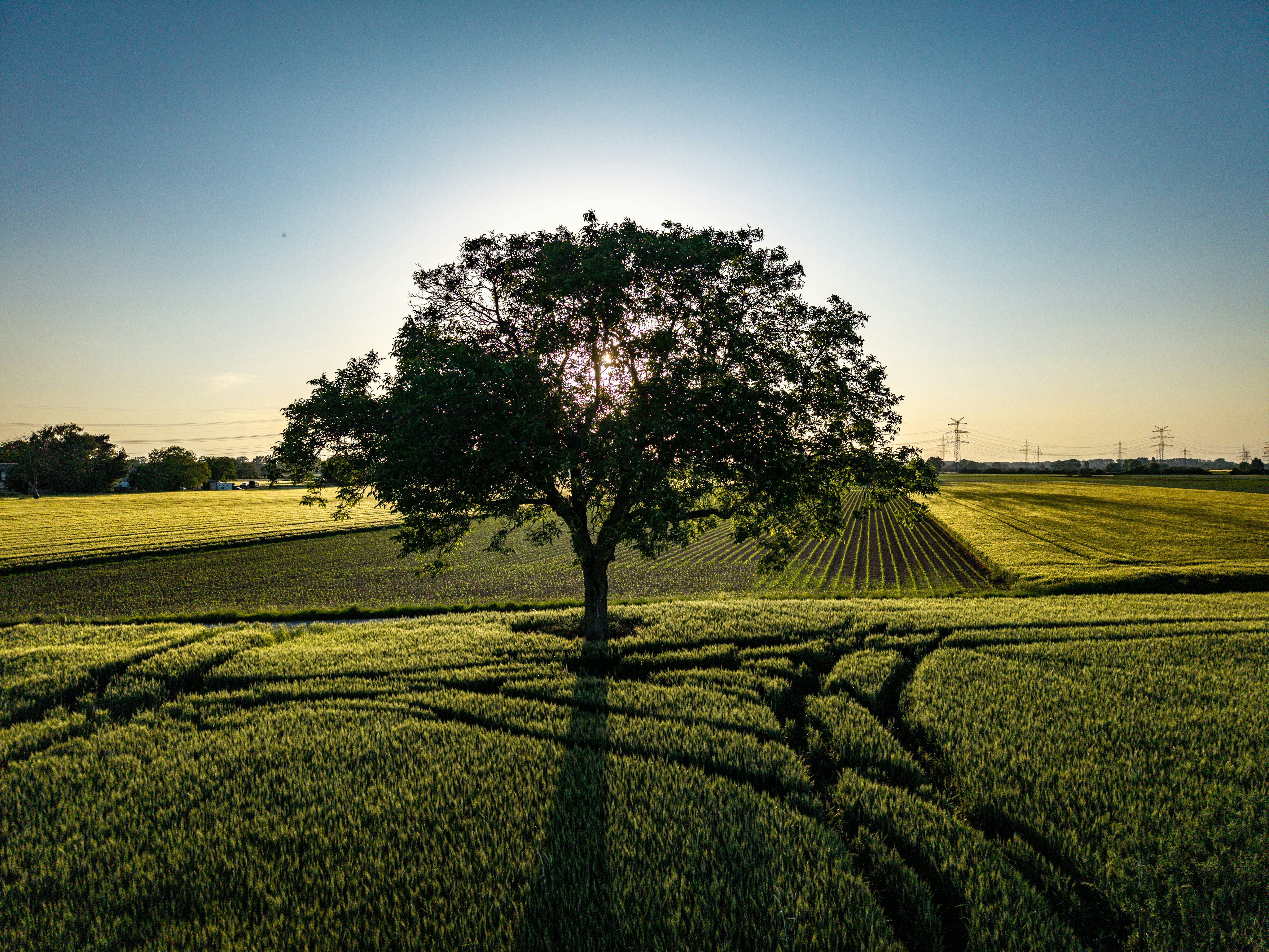 Solitary Tree Above the Rippled Field at Golden Hour