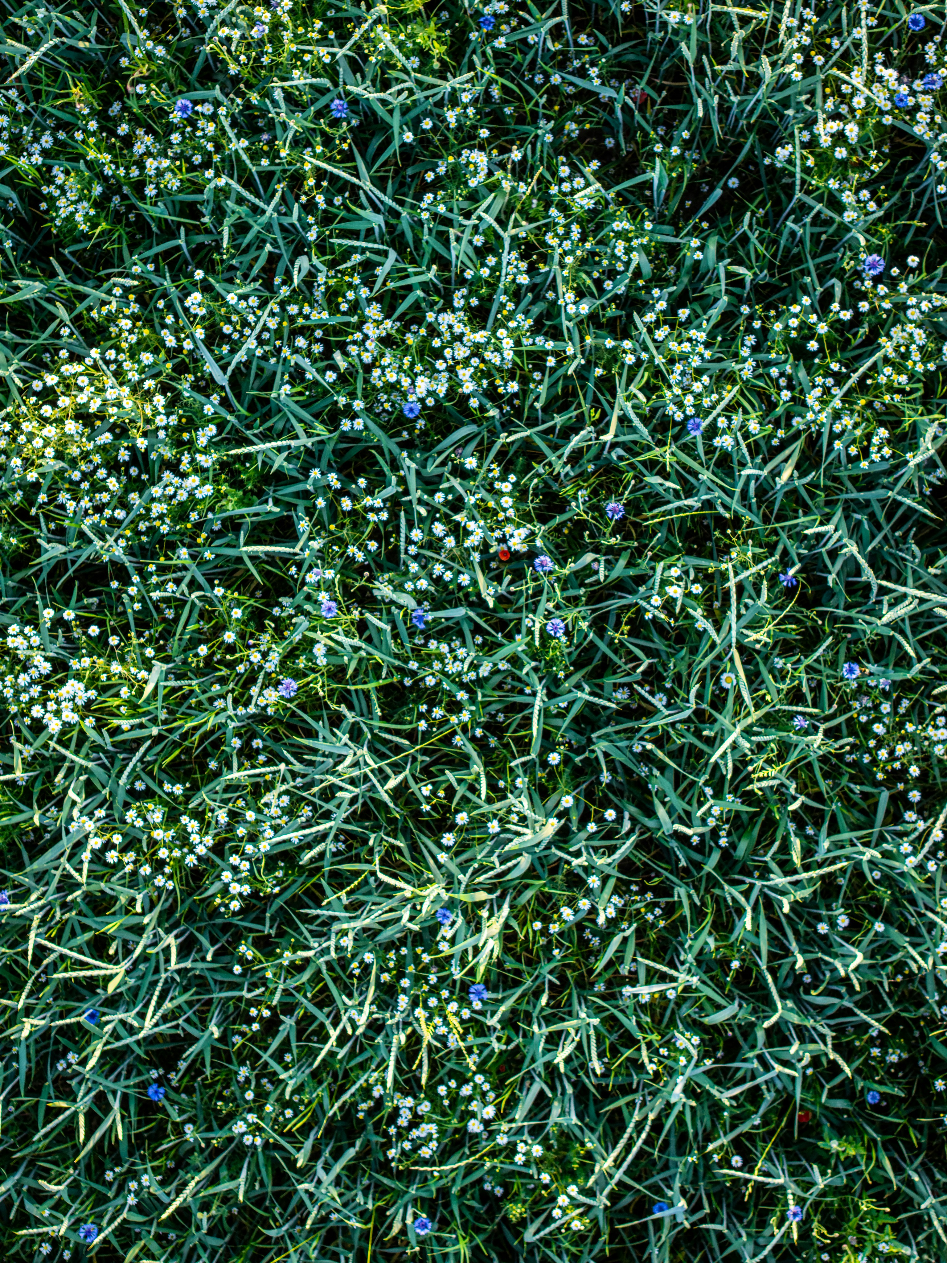 Field of Tiny Blooms: A Verdant Tangle of White and Blue