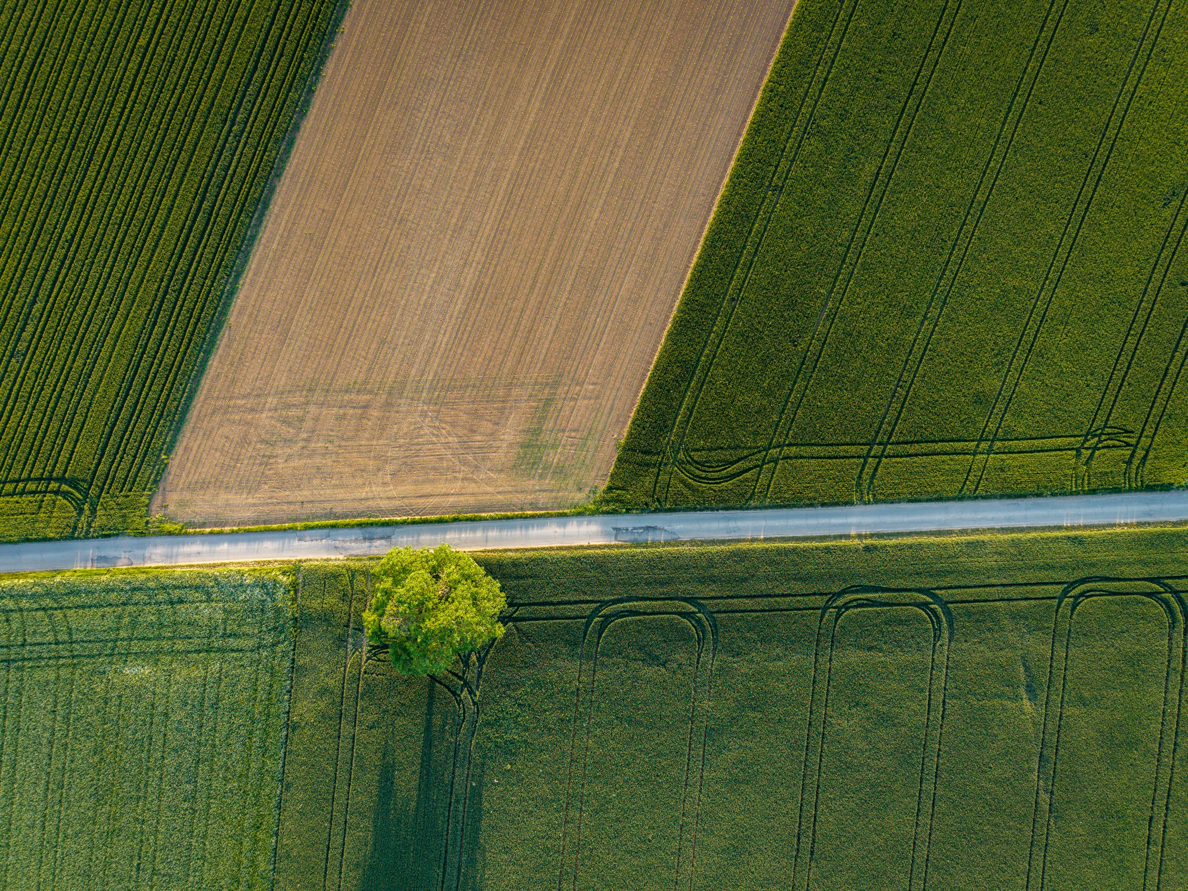 Aerial Crossroads: Field Stripes Meet a Lonely Tree