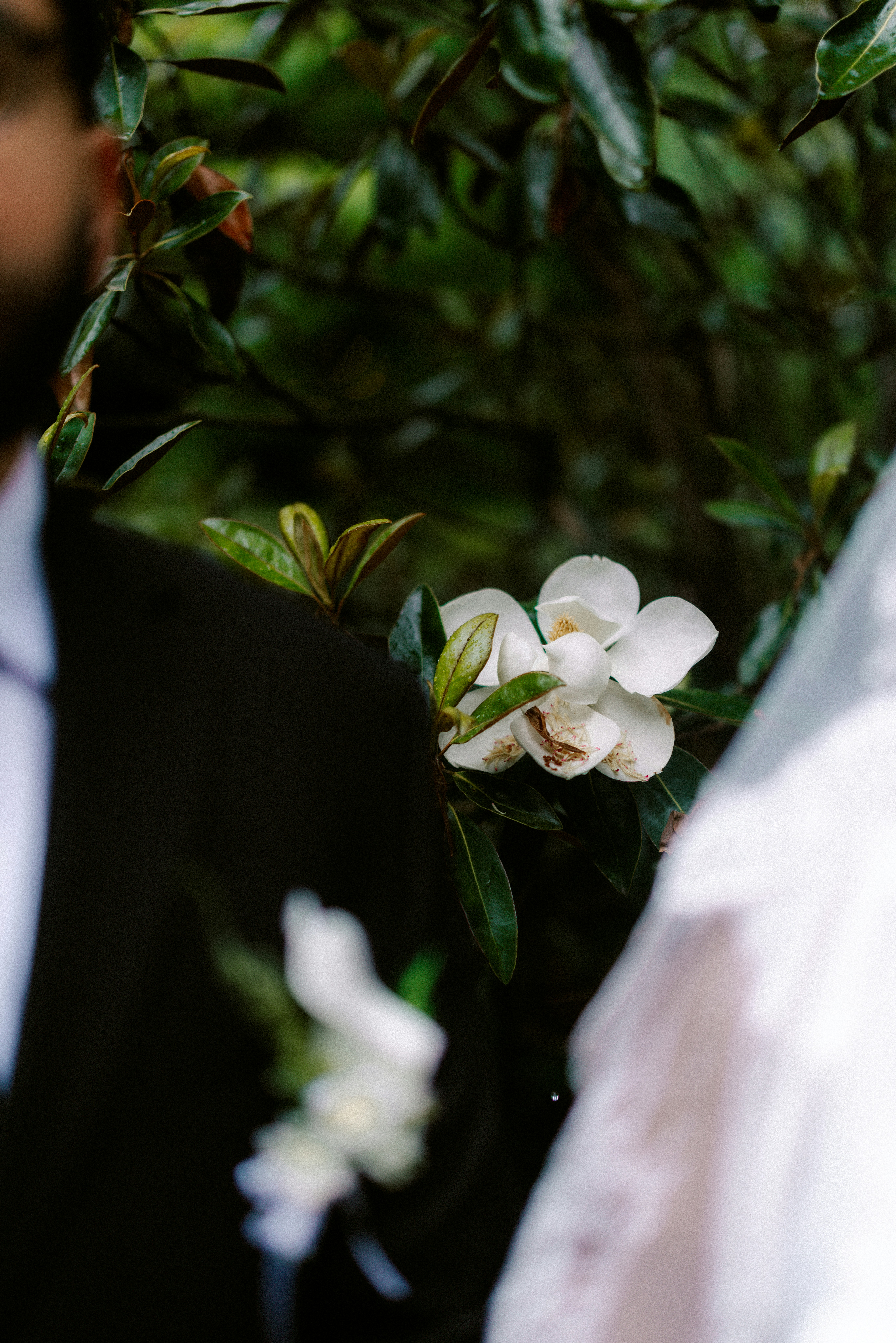 White Camellia among Wedding Attire Framing the Moment