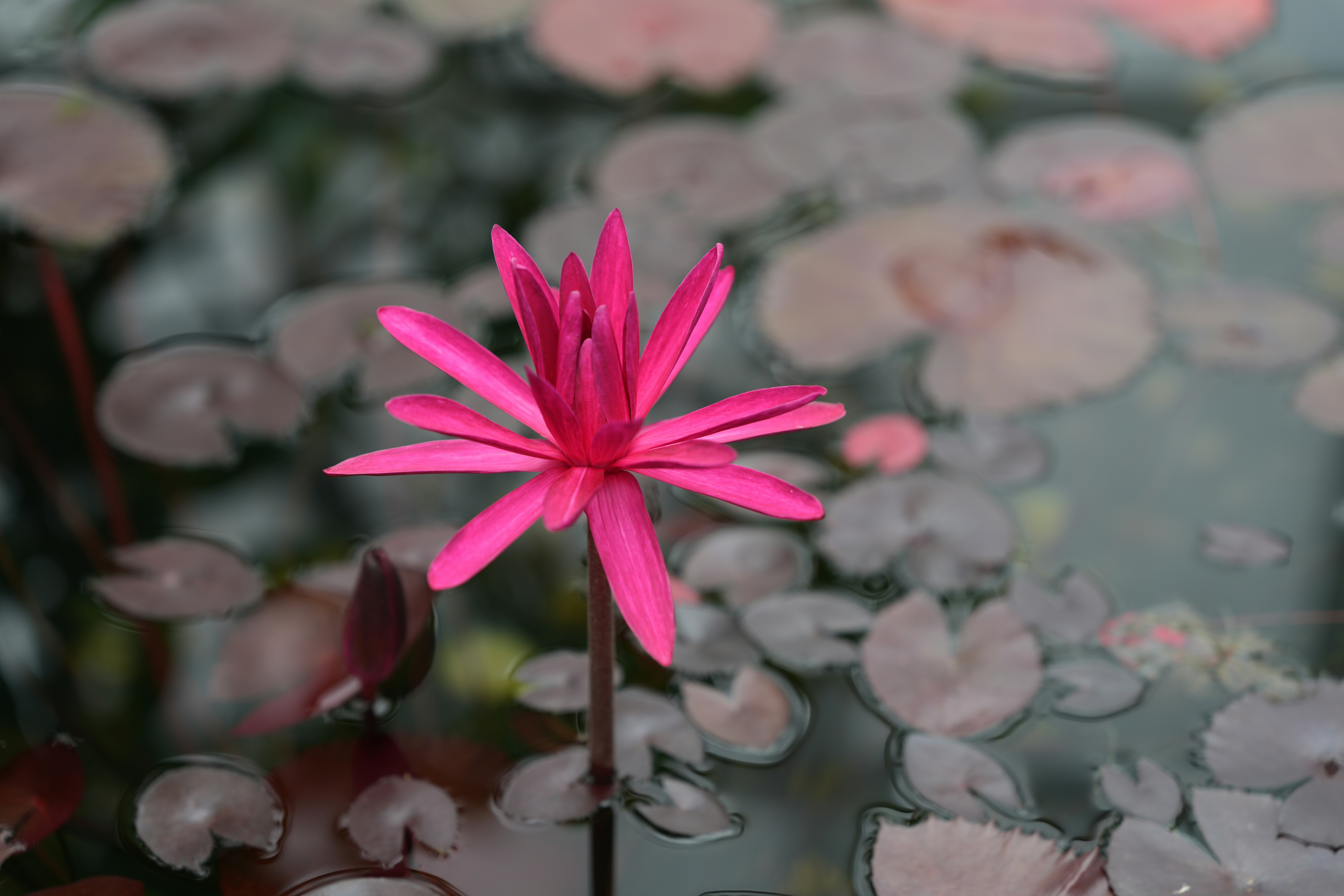 Pink Star Among Lilypads