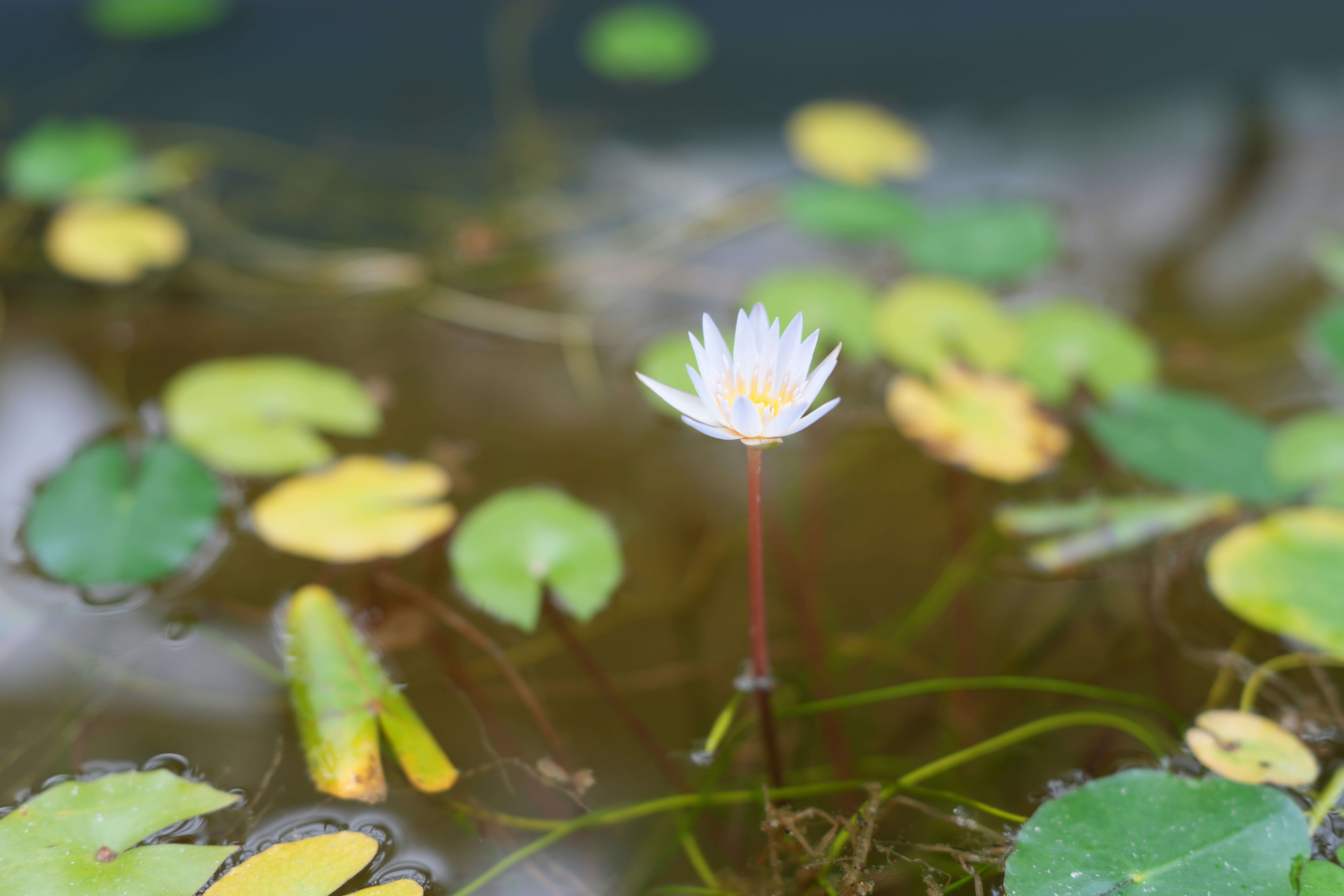 Single Water Lily Centerstage: A Delicate Bloom Above a Quiet Pond