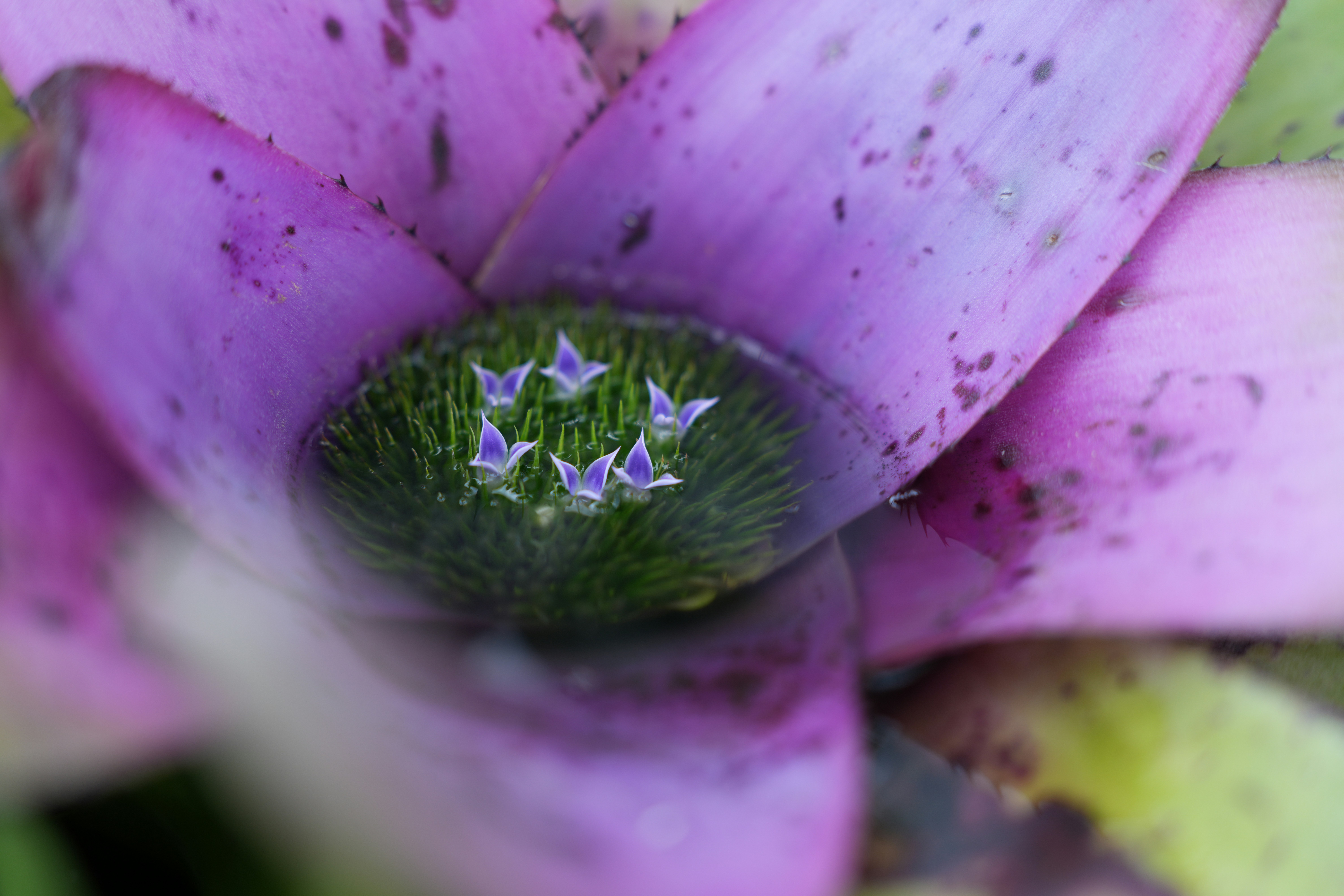 Center of Bloom: Micro Stars in a Purple Petal Galaxy