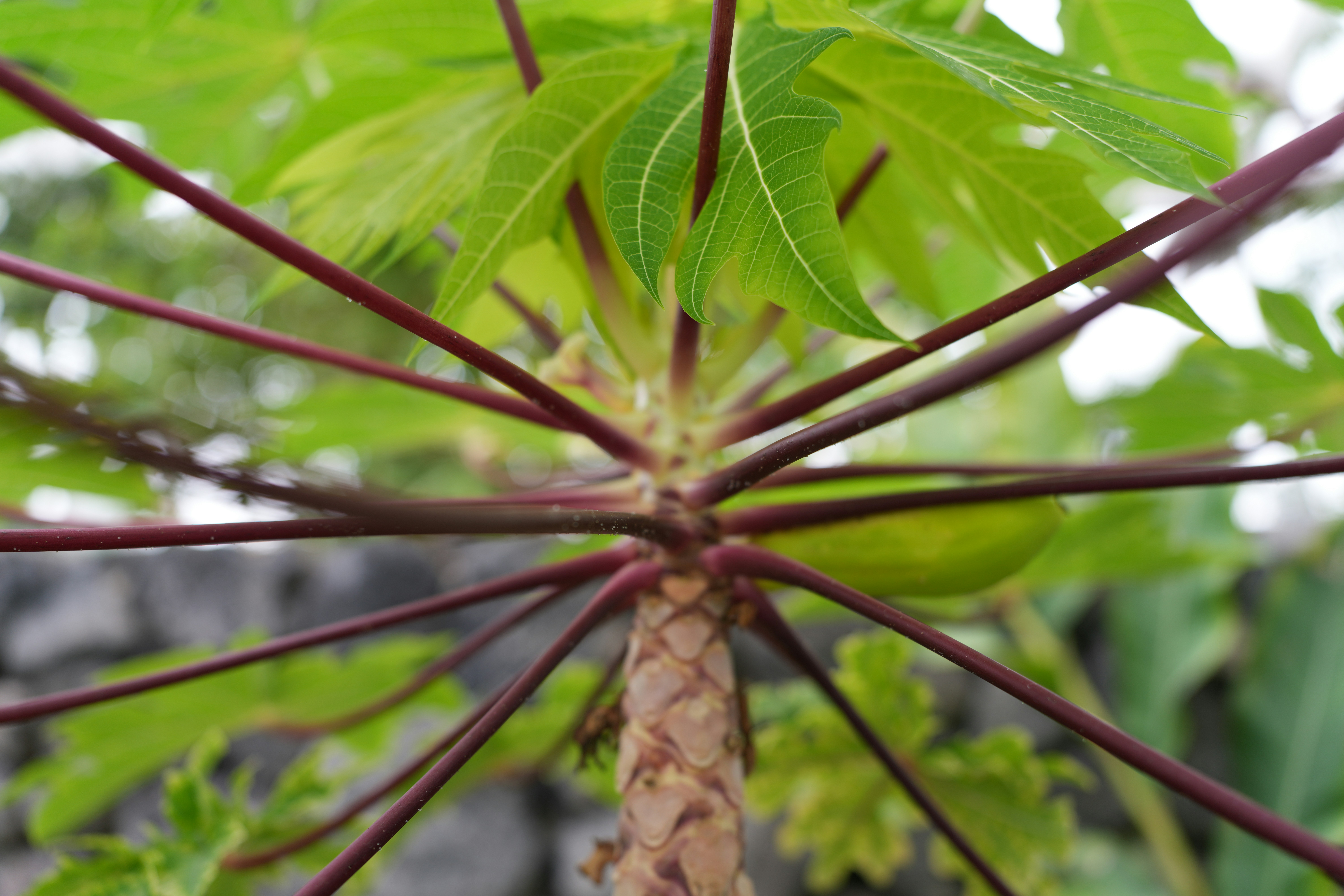 Radial Prominence: The Central Stem Framed by Radiating Petioles