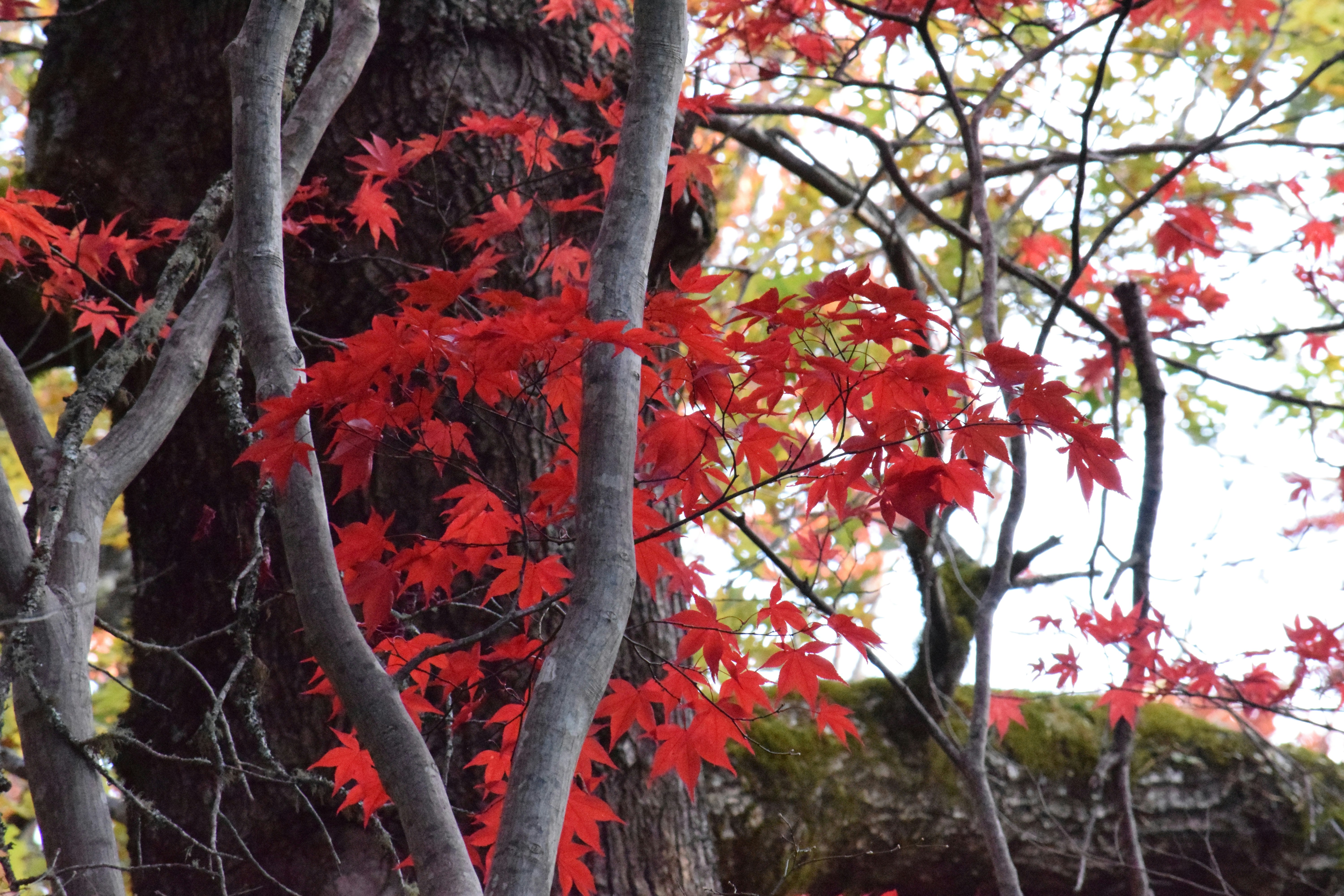 Crimson Maple Threads Against An Old Stone and Bark