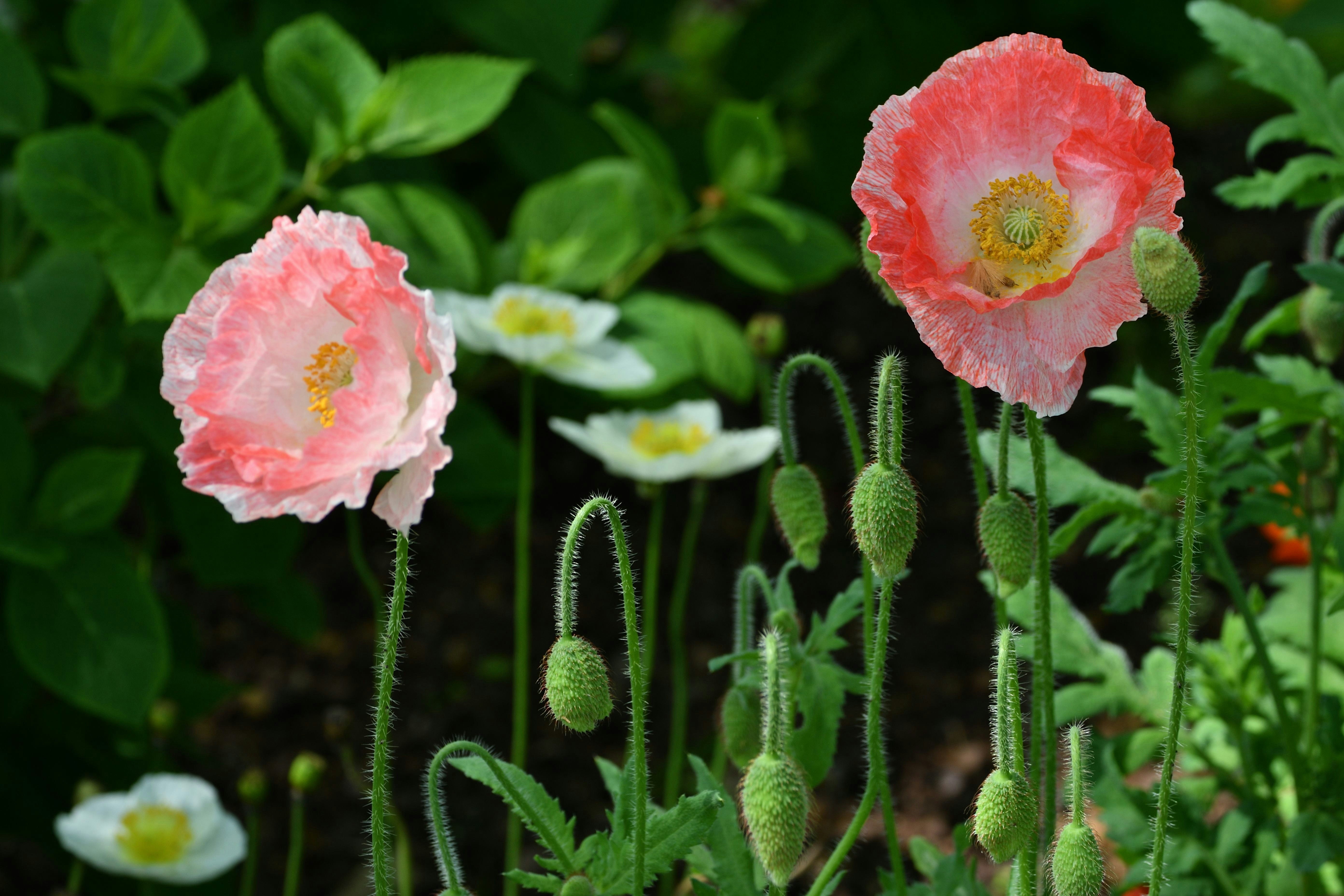 Soft Coral Poppies in a Sunlit Garden Bed