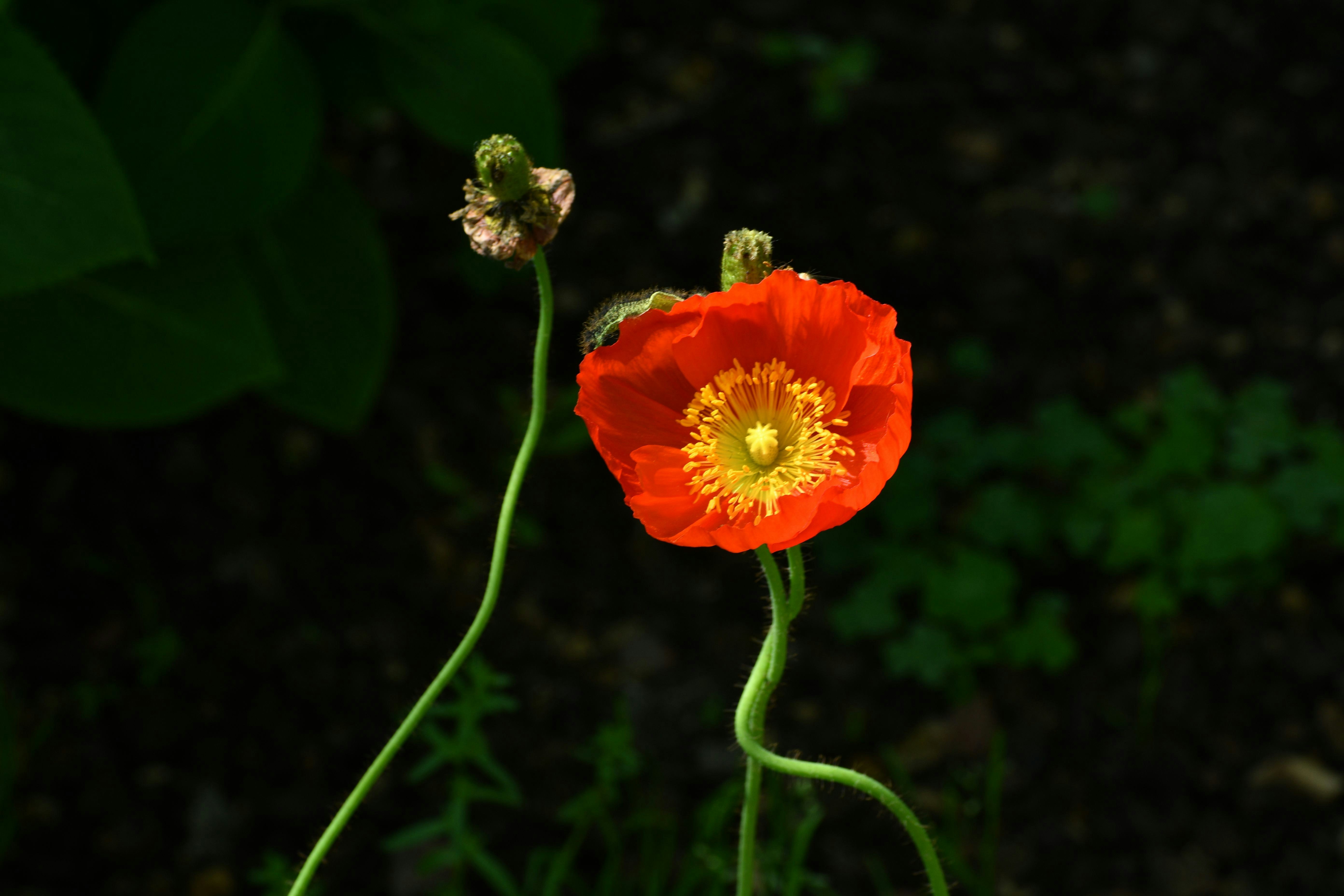Single Red Poppy Reaching Toward Light in a Night Garden