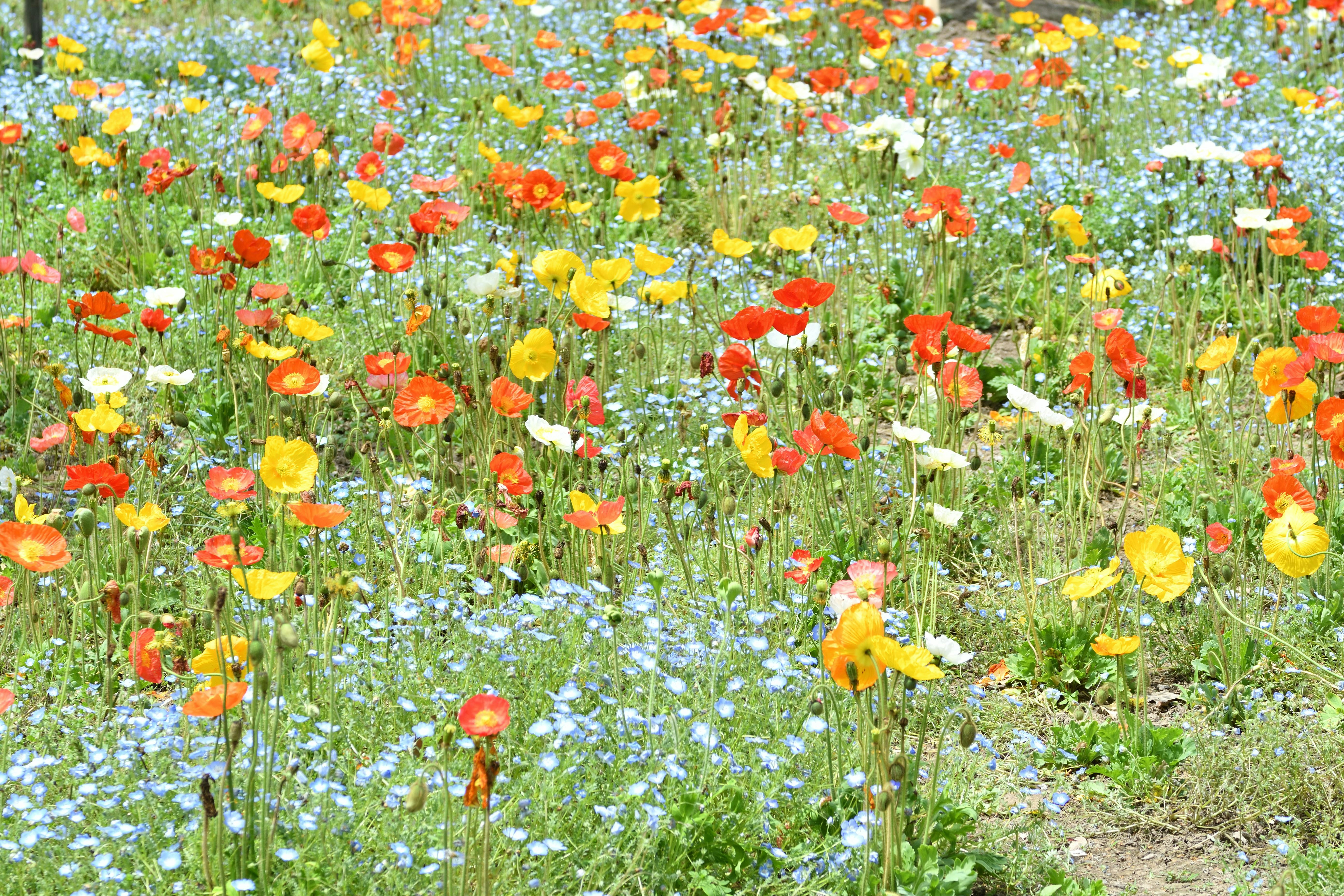 Sunlit Meadow of Poppies and Blue Flowers