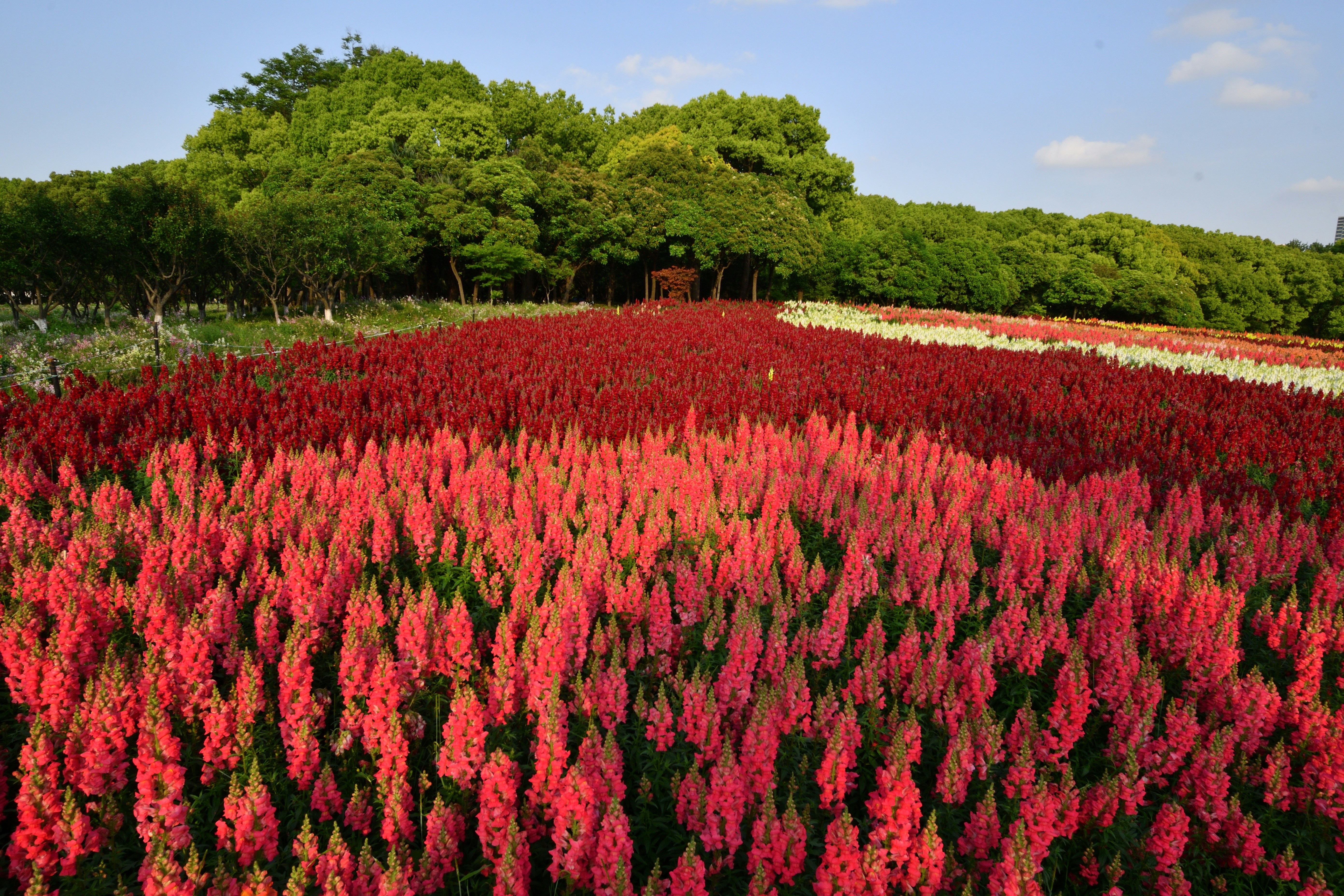 Crimson Field: A Sea of Blooms Leading to a Shadowed Woodland