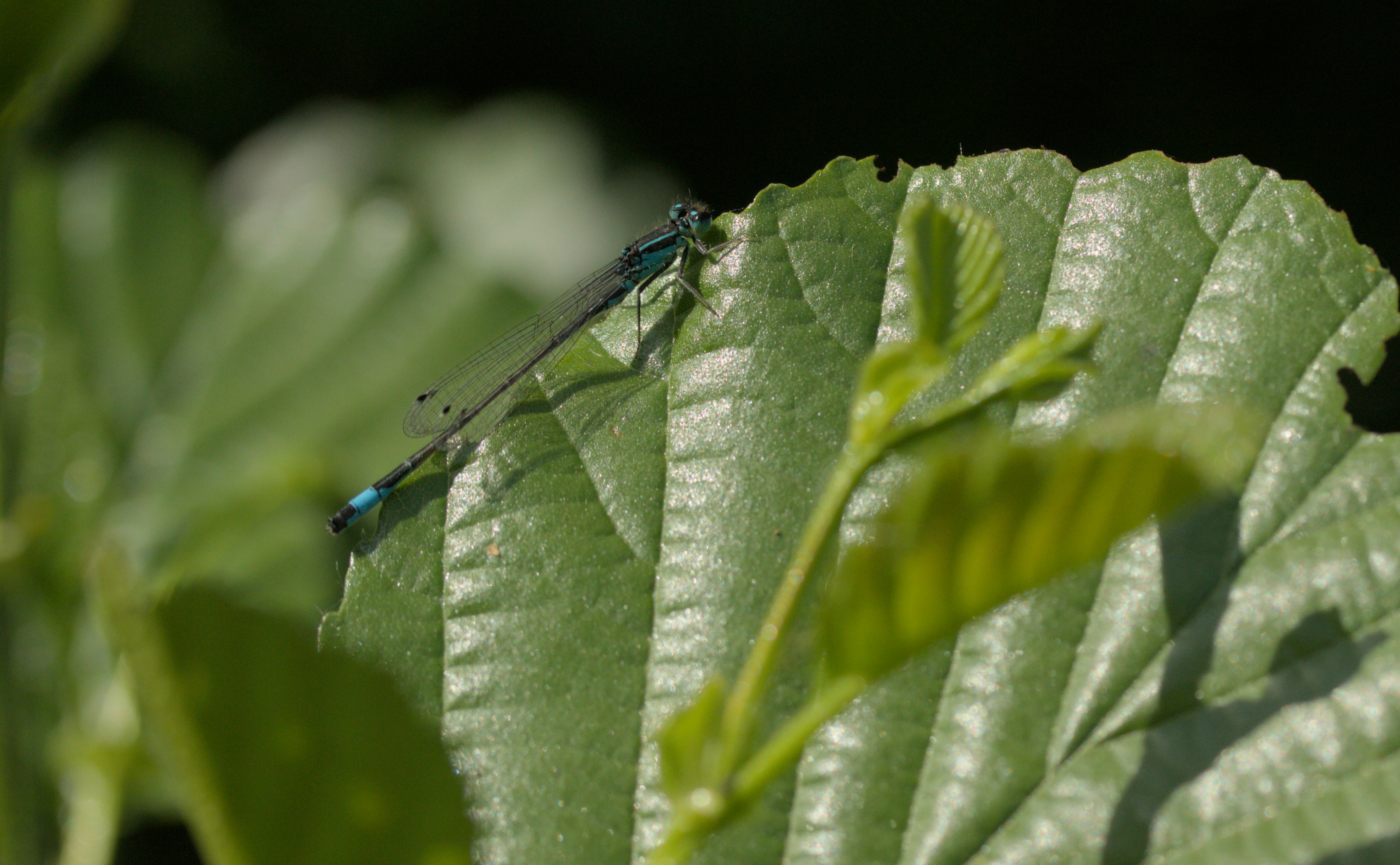 Blue-tailed Dragonfly Perched on Sunlit Leaf