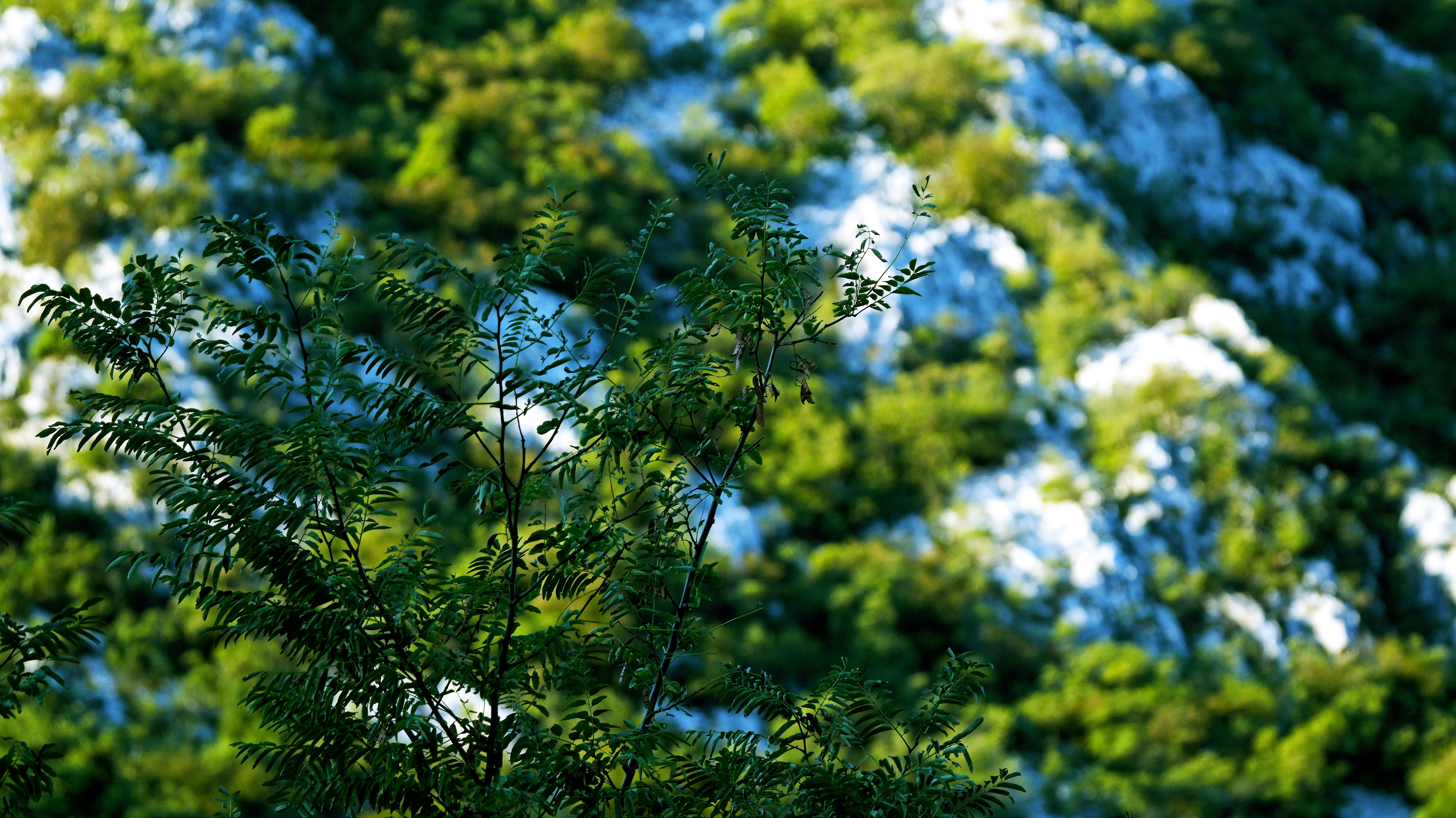 Fern Fronds in a Sunlit Canopy