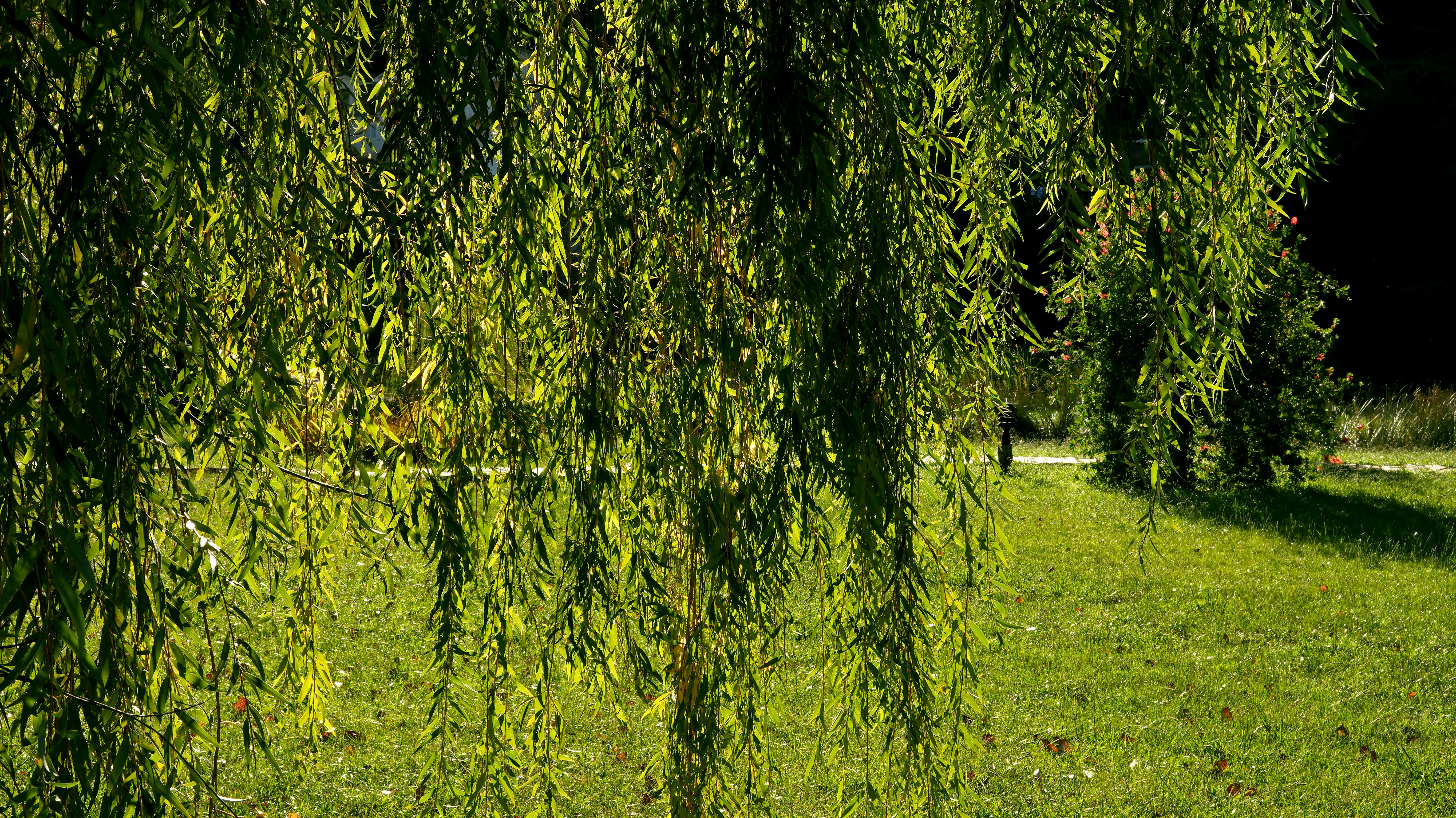 Hidden canopy: sunlight filtering through hanging branches over a sunlit meadow