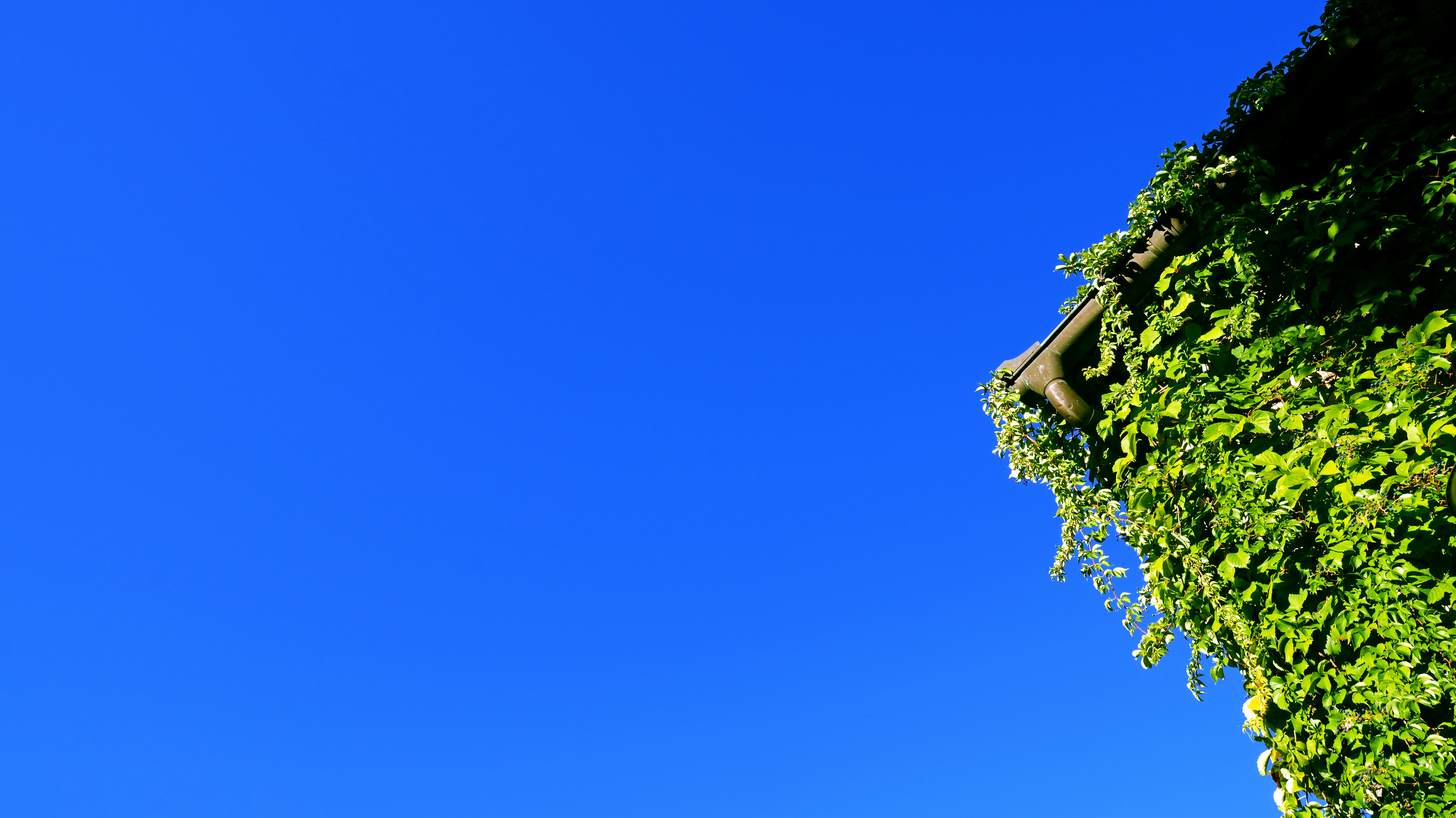Bright Blue Sky over a Climbing Ivy Crest