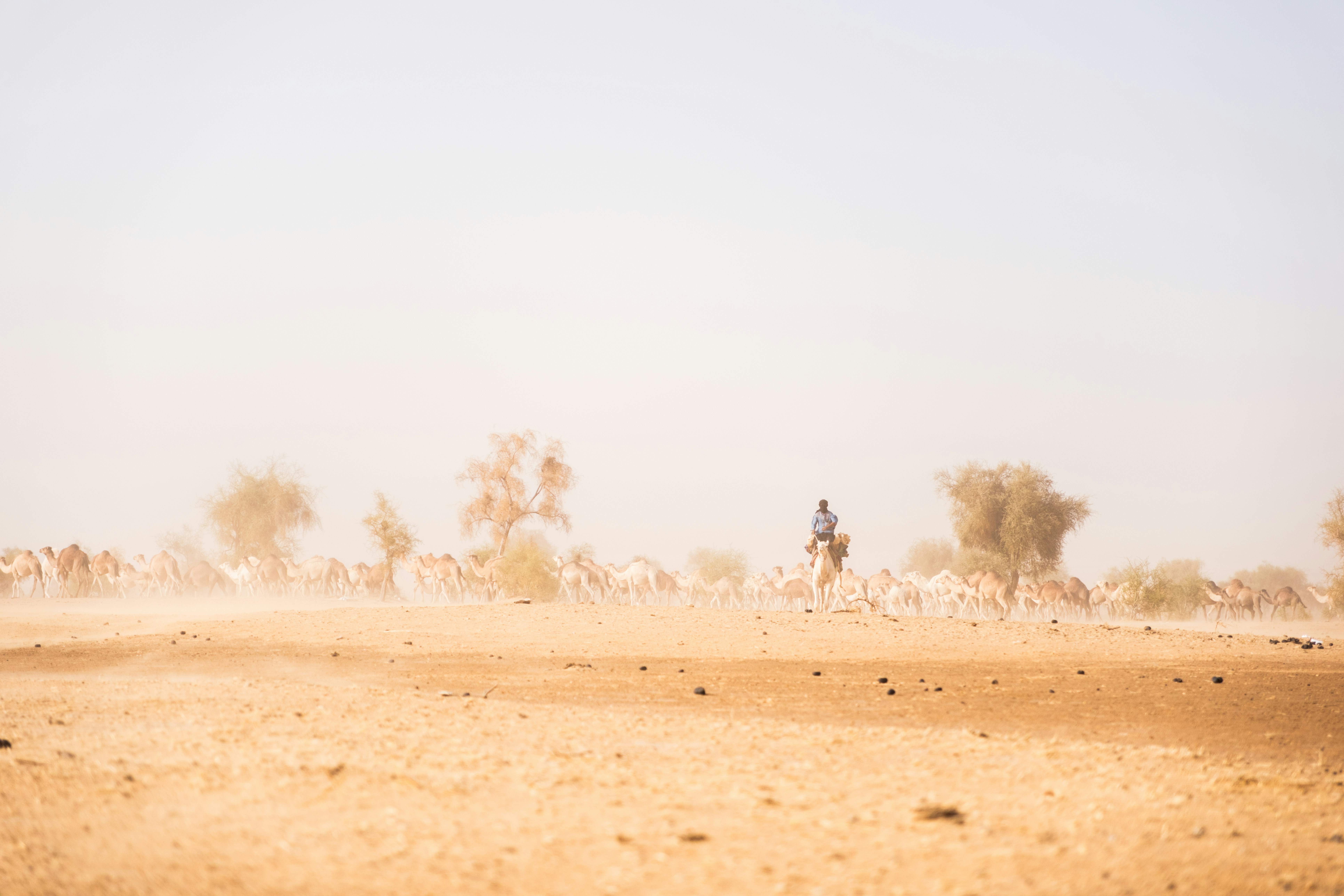 A lone rider and caravan on a sunlit horizon